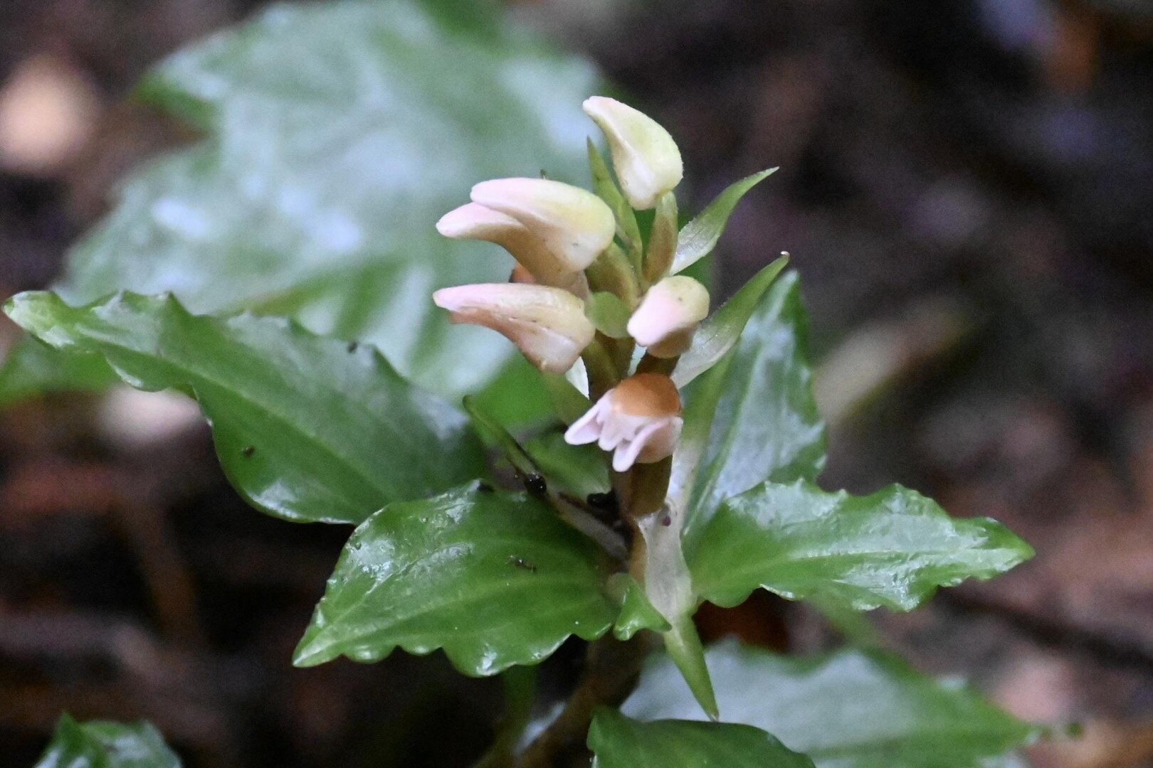 坂戸城山のアケボノシュスランを見に行って... / TAKKUNさんのモーメント | YAMAP / ヤマップ