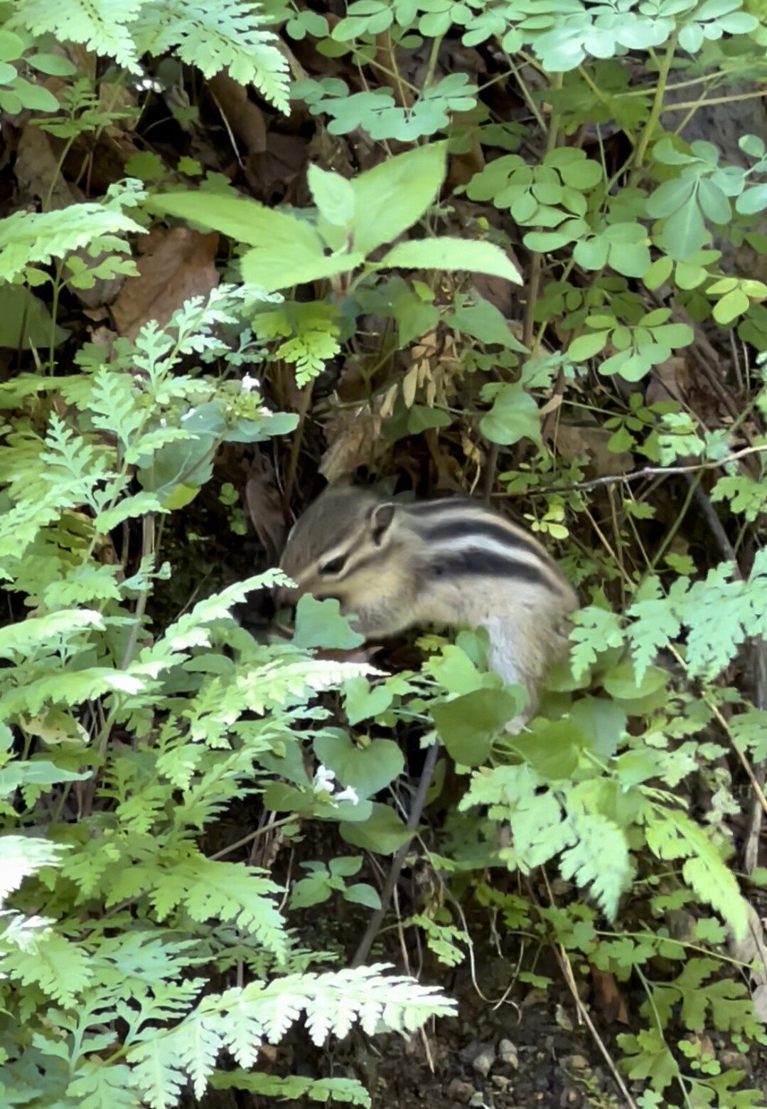 御池岳のコグルミ谷で見かけたリス🐿 思... / Mt.Gさんのモーメント | YAMAP / ヤマップ