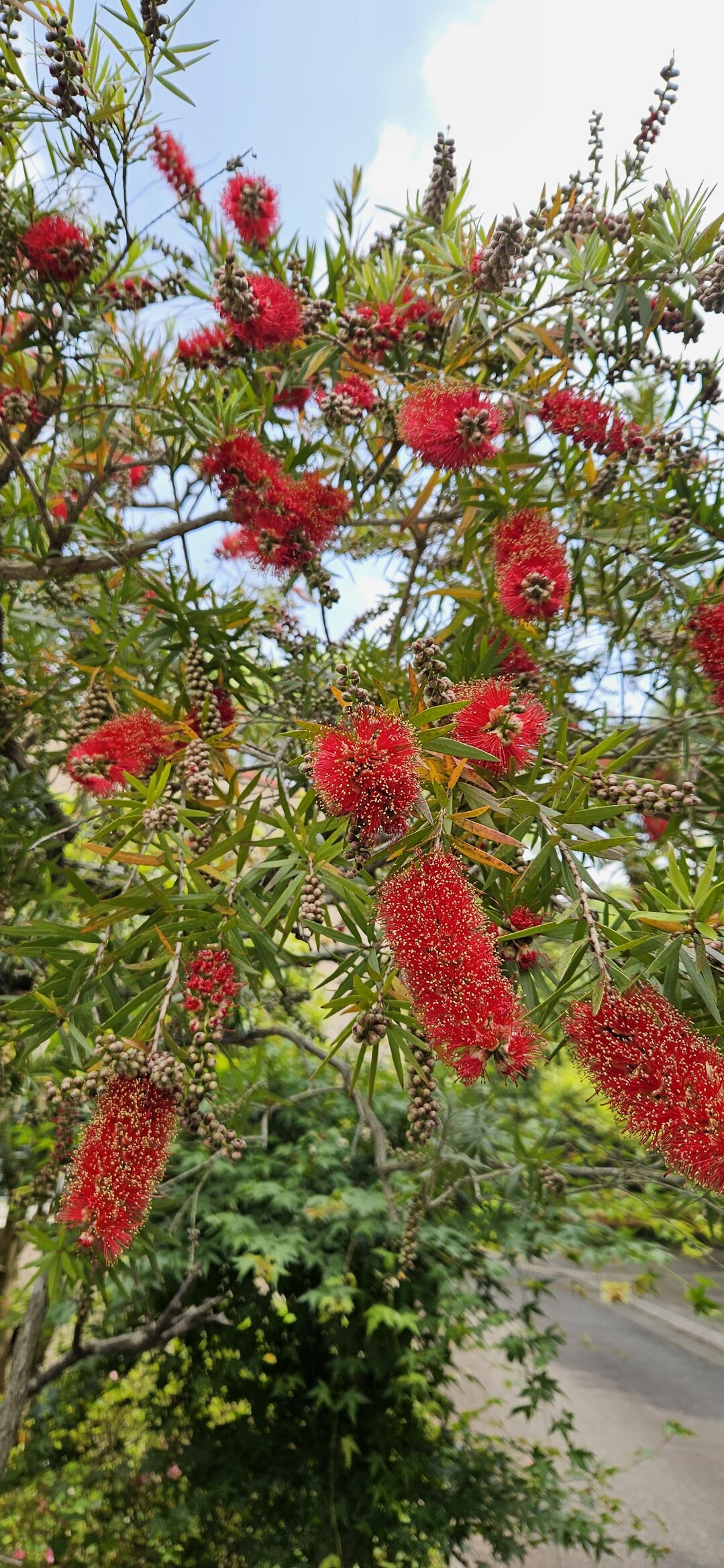 ②/3六甲山満喫②・YAMASTA2023六甲全山縦走路SR締め括り-2024-06-01 / Yúlÿさんの六甲山・長峰山・摩耶山の活動データ | YAMAP / ヤマップ