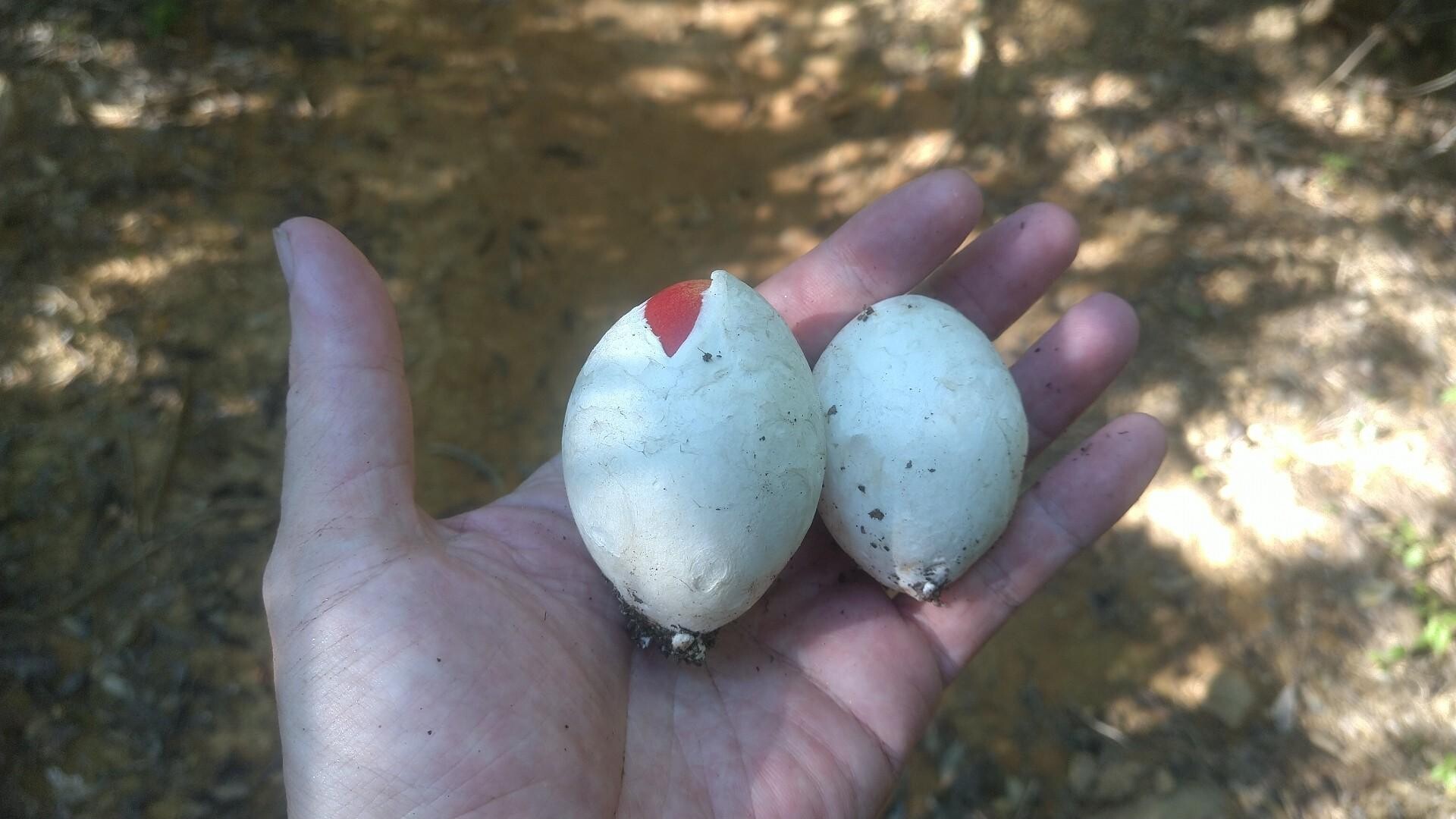 タマゴタケを2個GETしました。 誰か美... / C50RR-Rさんのモーメント | YAMAP / ヤマップ