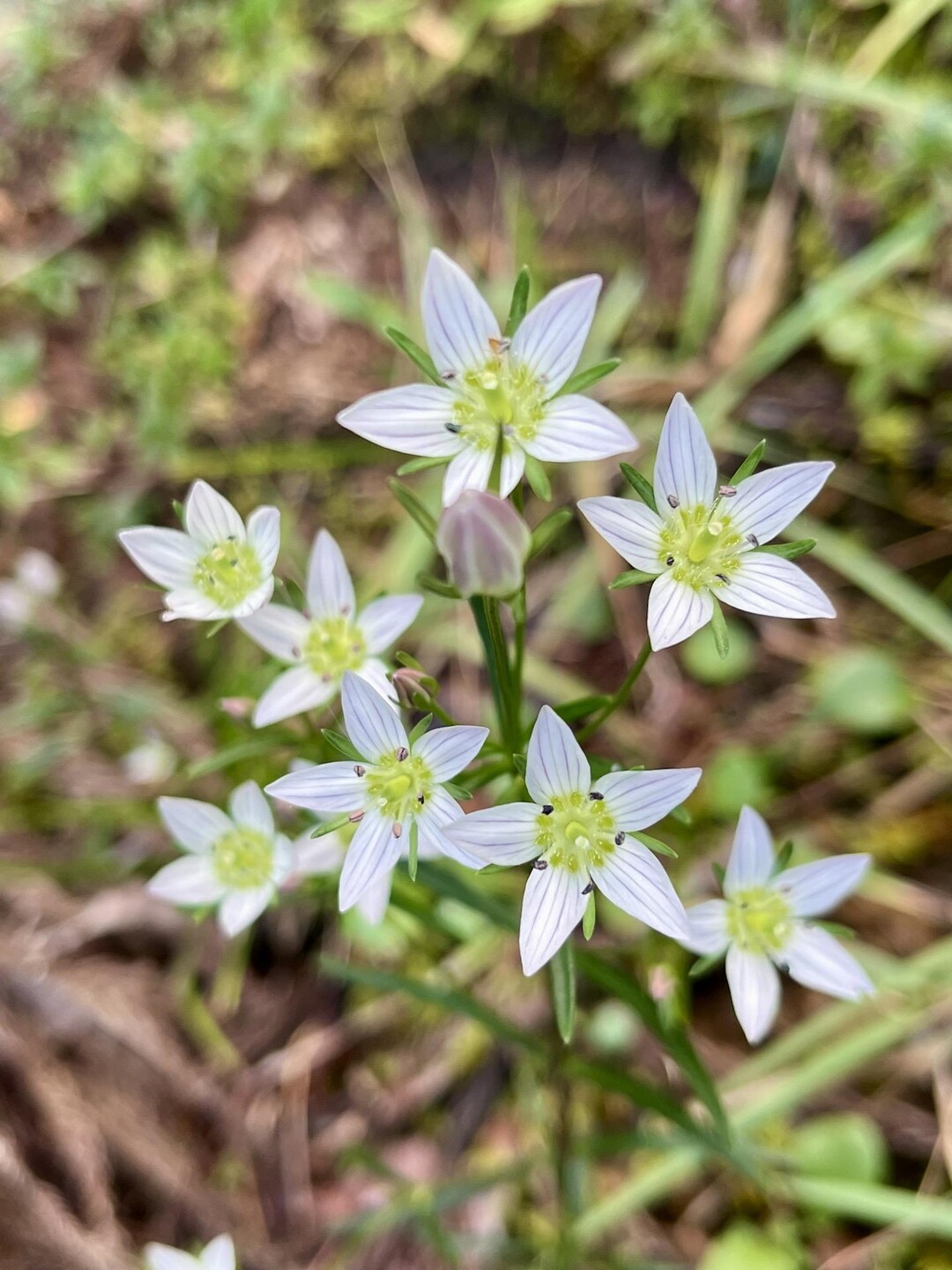 花見のウォーキング-2024-10-31 / w823hさんのウォーキングの活動データ | YAMAP / ヤマップ