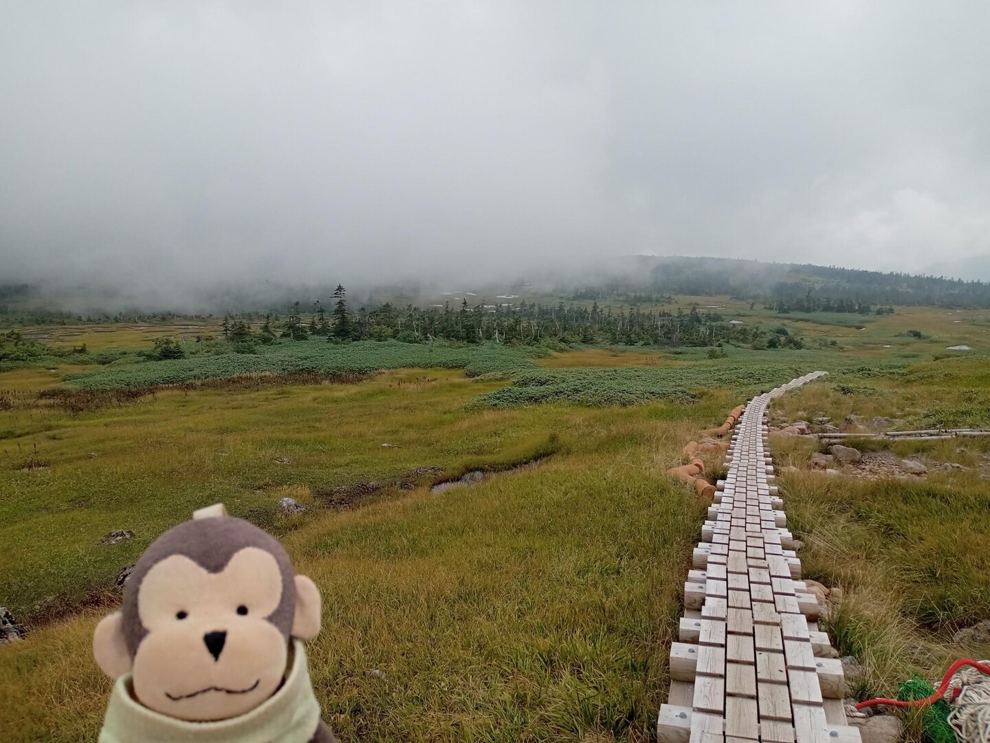 天空の楽園！苗場山（祓川コースピストン） / monkichi_1さんの苗場山・赤倉山・佐武流山の活動データ | YAMAP / ヤマップ