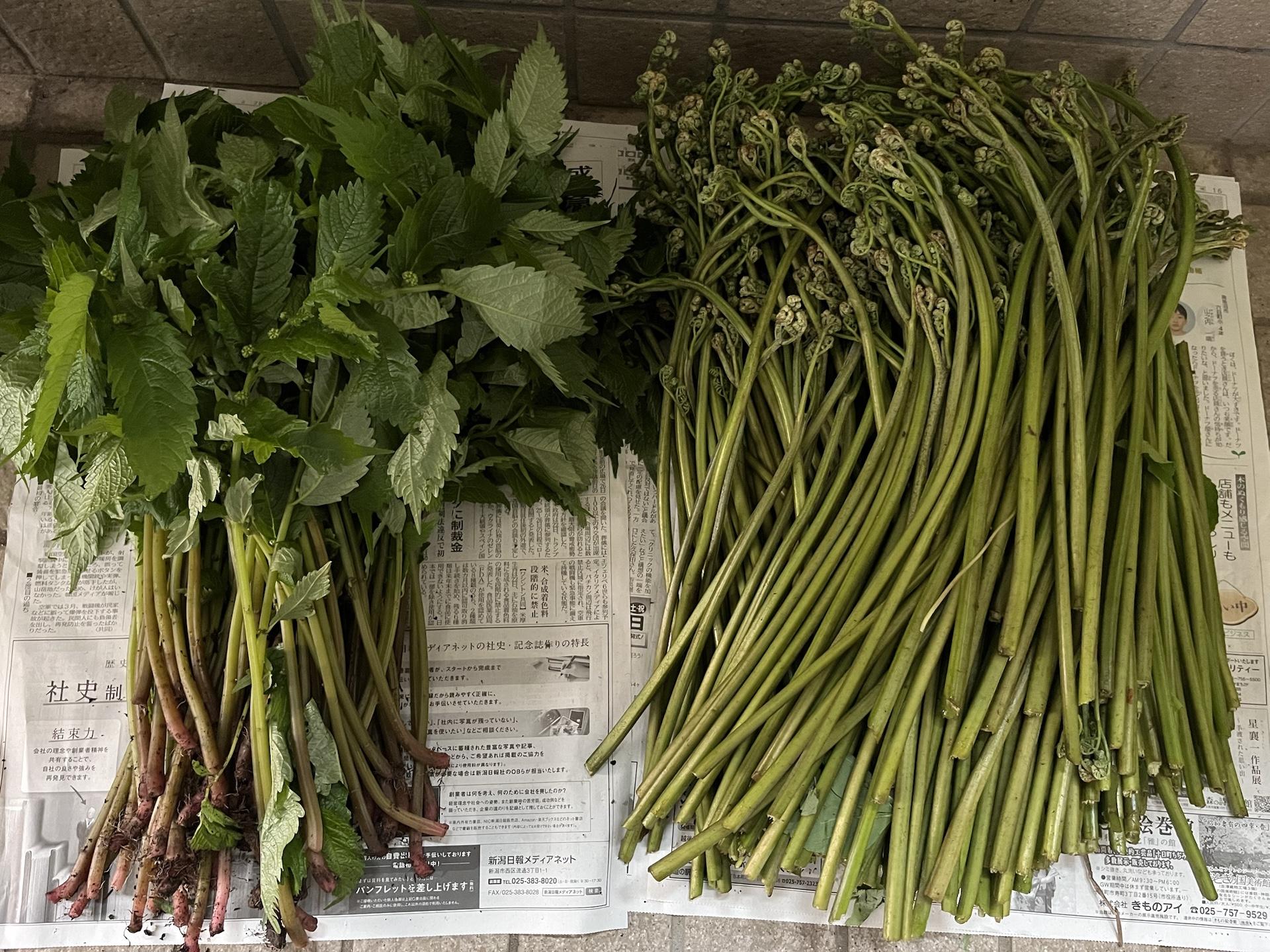 2025山菜採り③ 今日の収穫 ミズナ、... / Takahiro.Yさんのモーメント | YAMAP / ヤマップ