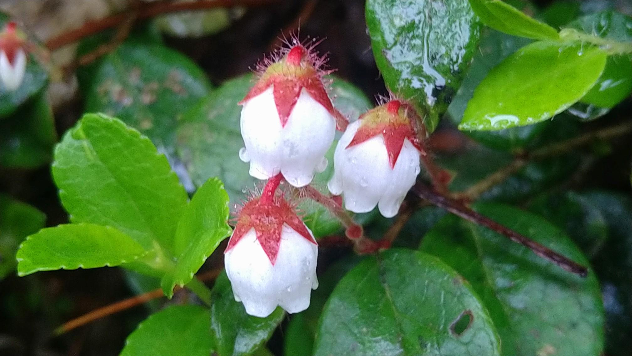 はじめましてニトヌプリ☔ / cocoさんのニセコアンヌプリ・イワオヌプリ・チセヌプリの活動データ | YAMAP / ヤマップ