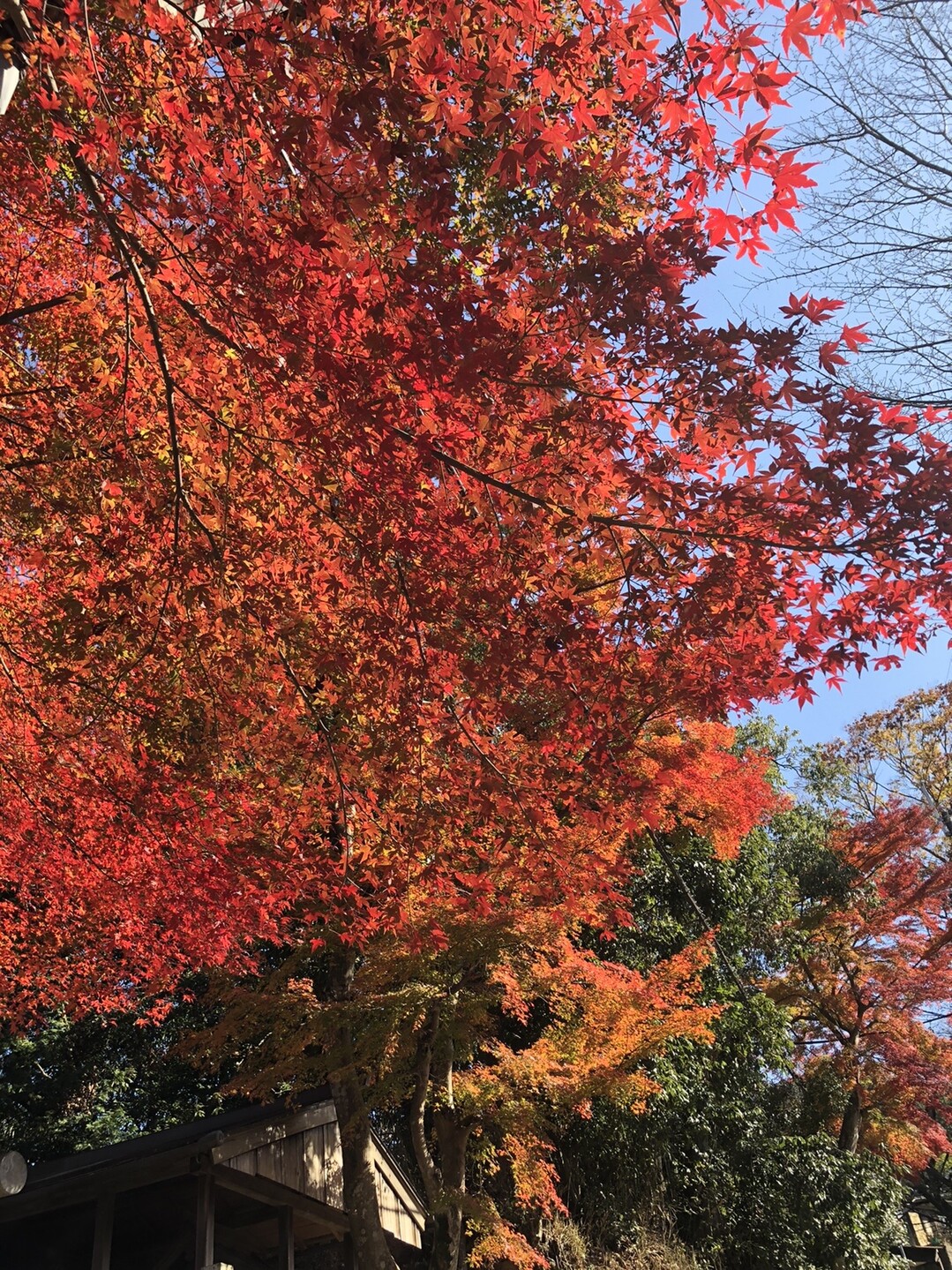 吉野山・青根ヶ峰 / mo-ryさんの吉野山・青根ヶ峰・百貝岳の活動データ | YAMAP / ヤマップ