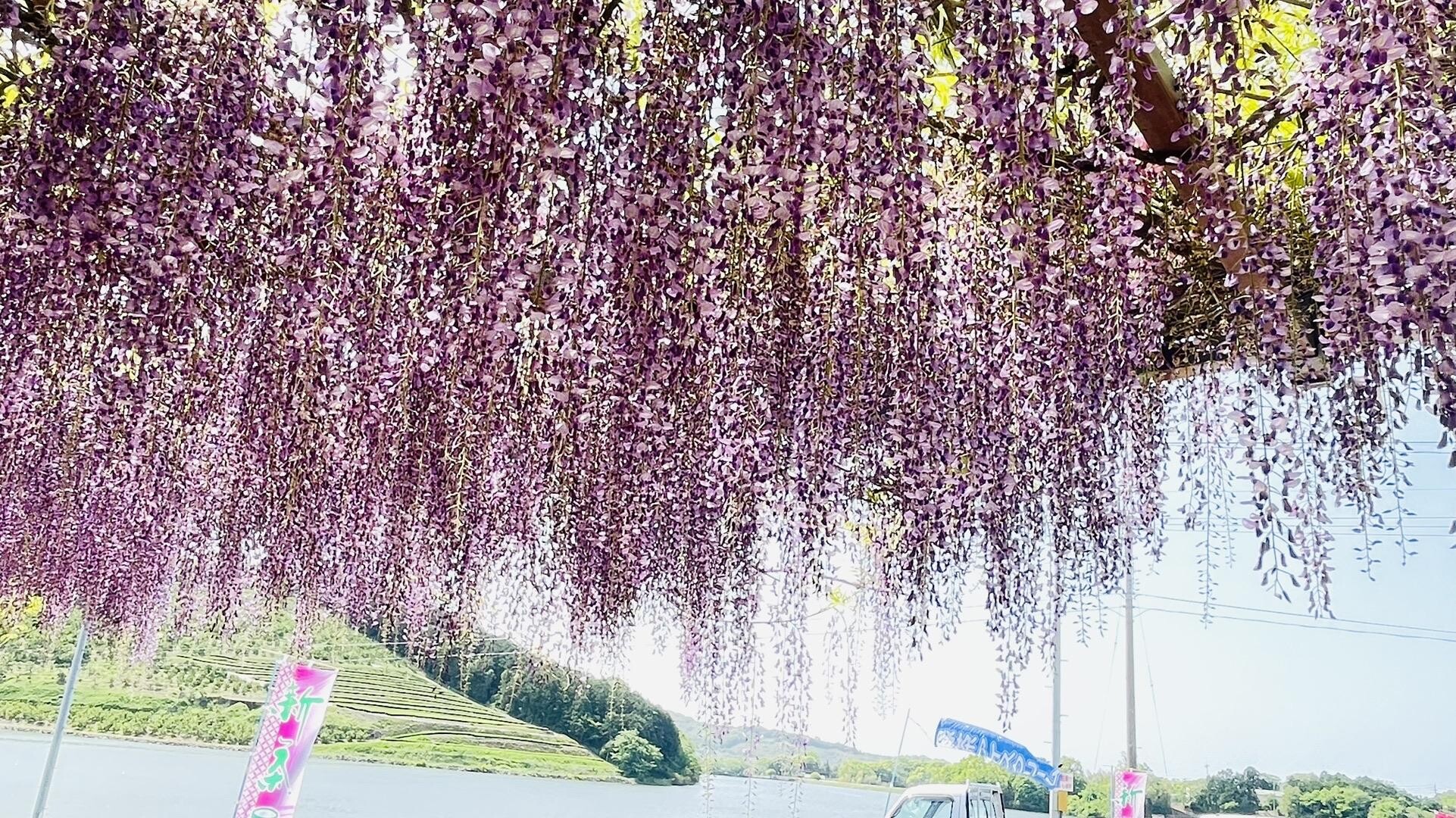 結局行った。千財農園 / Haroldさんのウォーキングの活動データ | YAMAP / ヤマップ