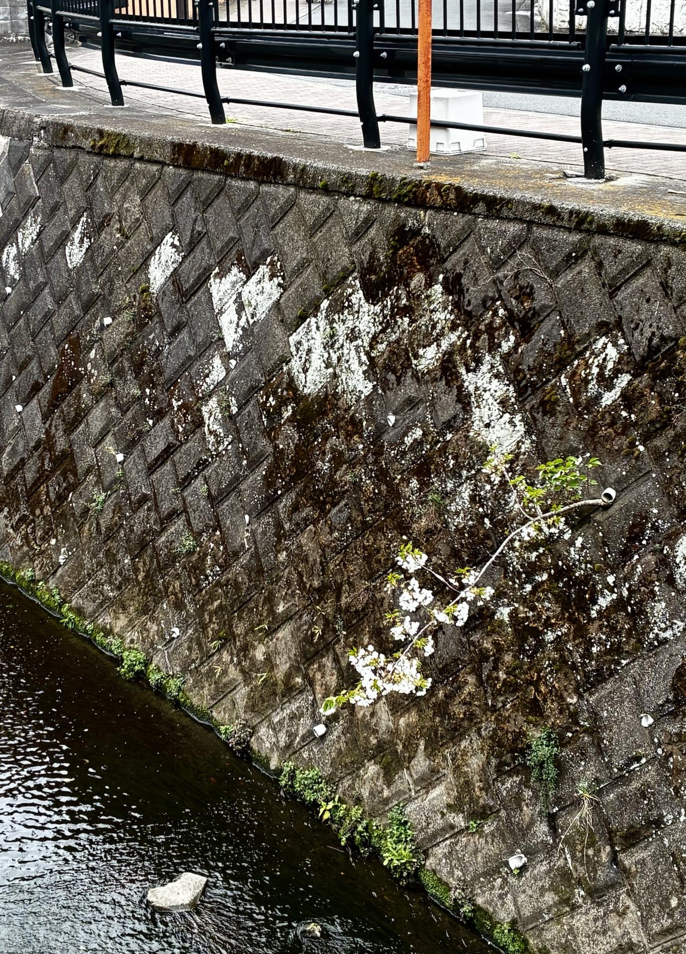 「野良桜」なる言葉を最近知った。写真家の... / heeさんのモーメント | YAMAP / ヤマップ