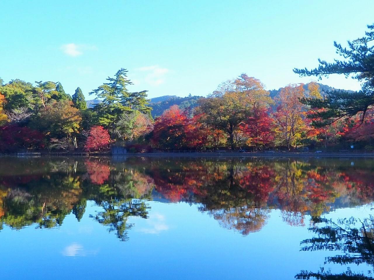 今朝は時間なくて山は歩けないけど 紅葉見... / sakura.nnさんのモーメント | YAMAP / ヤマップ