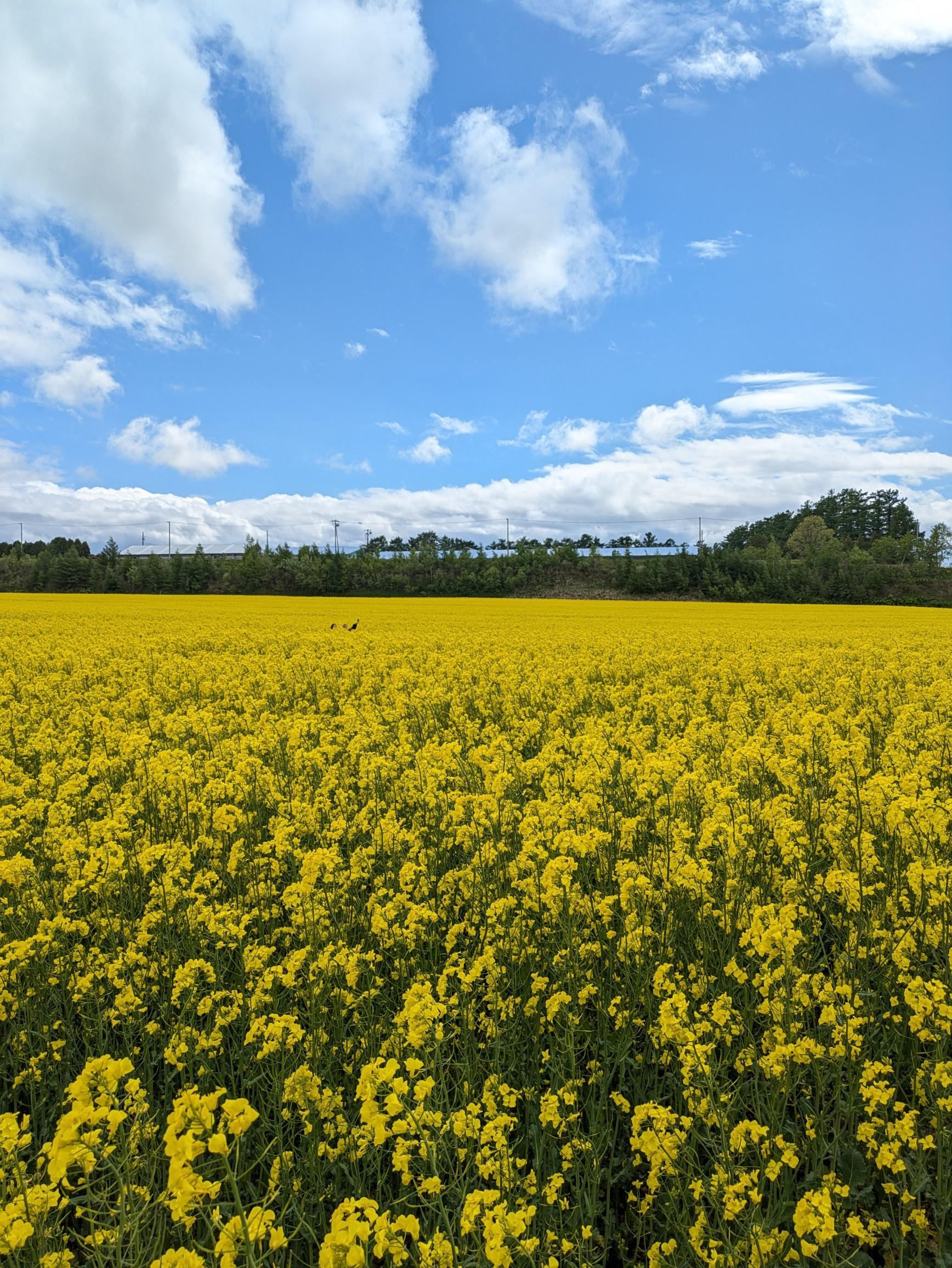 藻岩山 ただの旅行記 Part2 / FUYUさんの藻岩山の活動データ | YAMAP / ヤマップ
