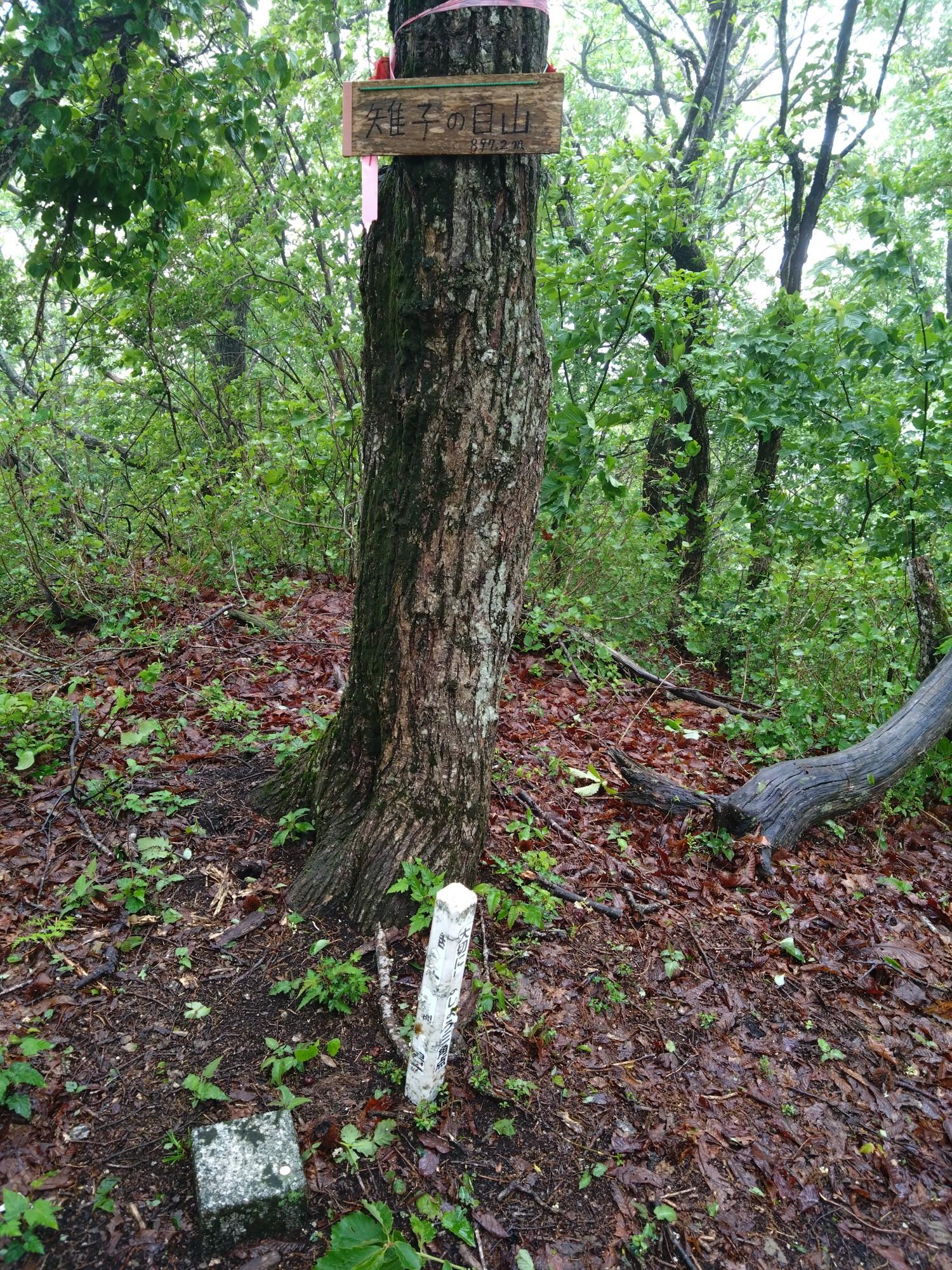④雉子の目山☔本日4⛰️にて終了⇒🌼⇒♨️ / クンクン007さんの雉子の目山の活動データ | YAMAP / ヤマップ
