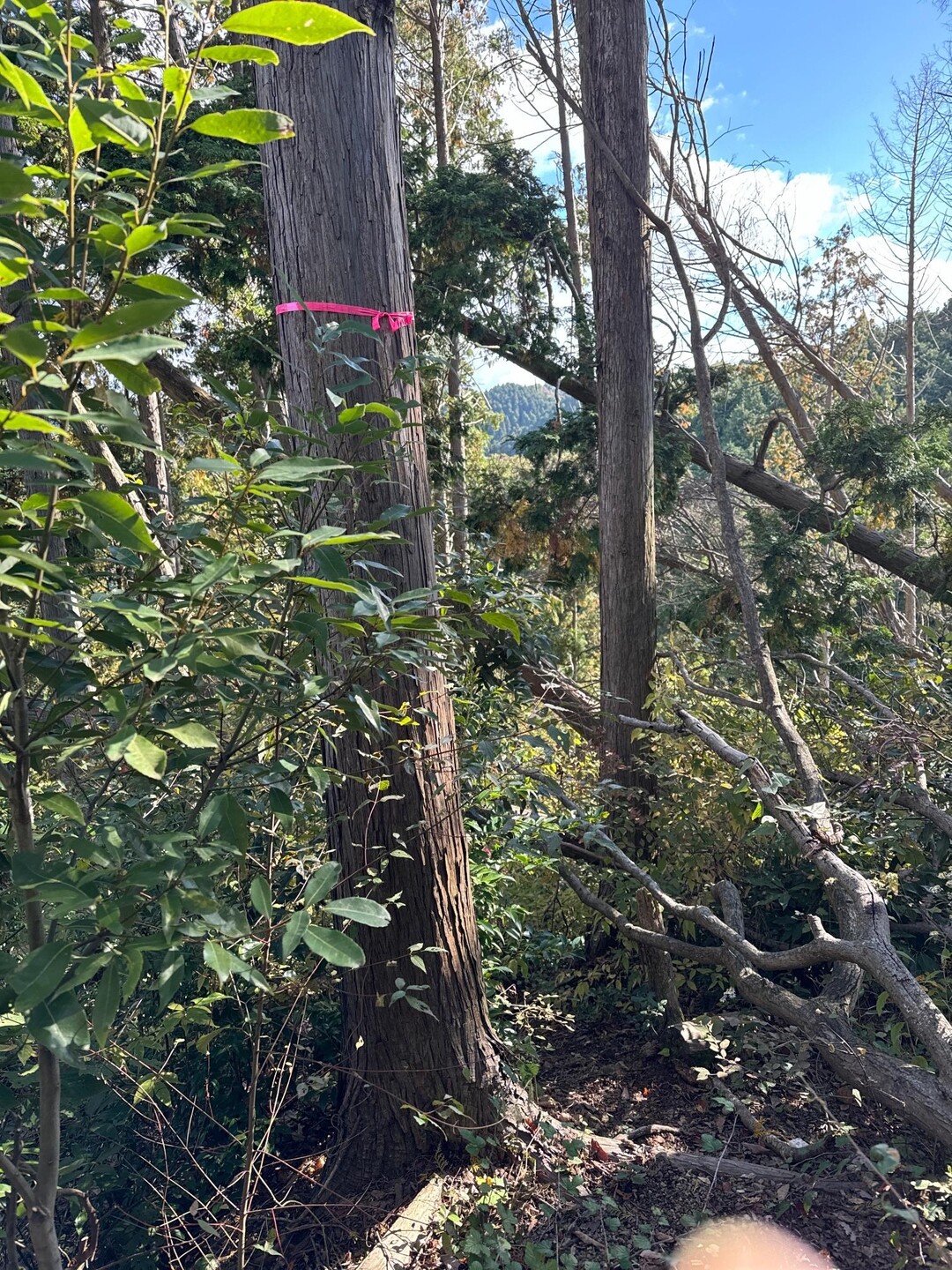 ysさんの投稿したフィールドメモ | YAMAP / ヤマップ