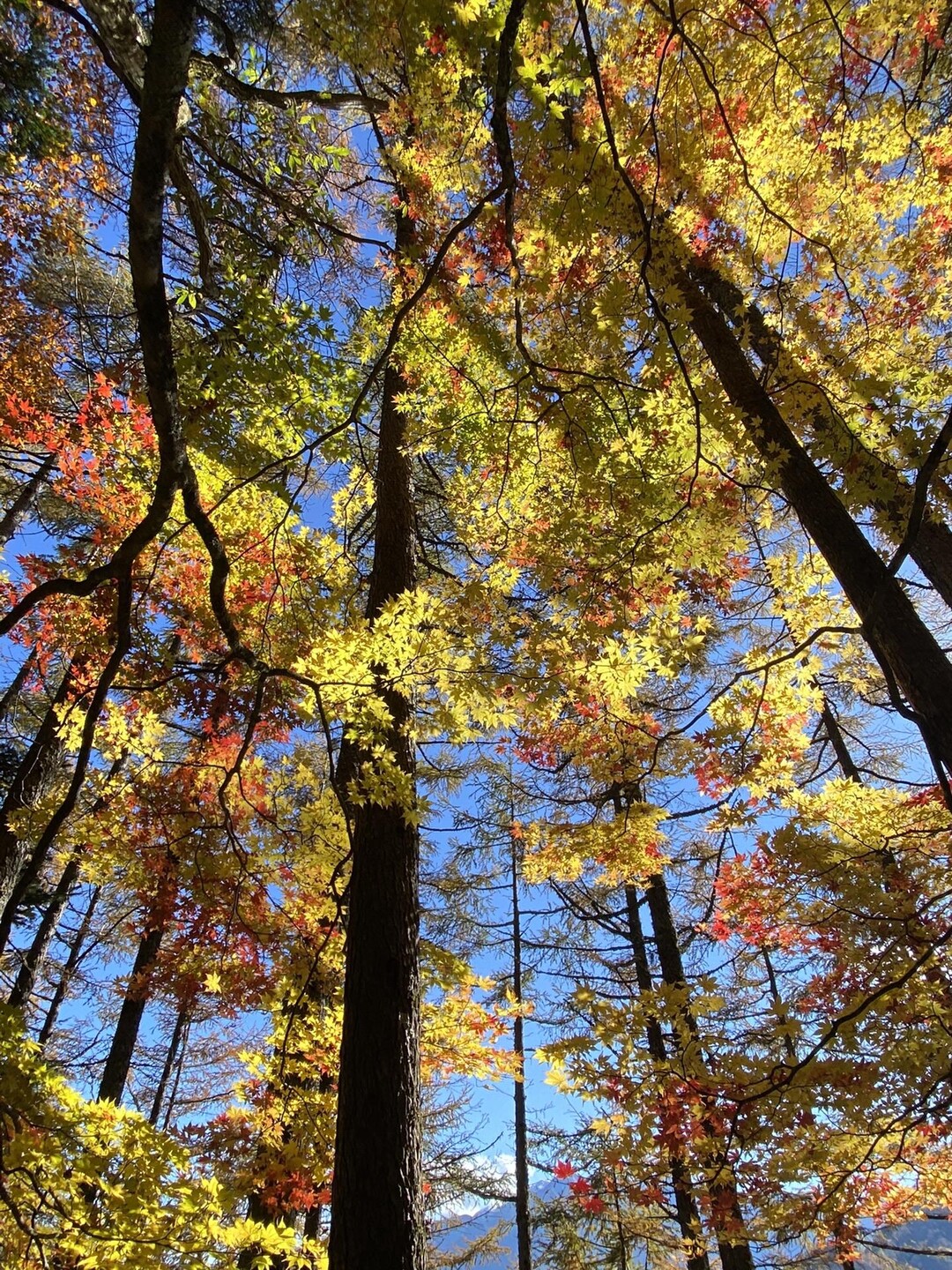 錦繍の日向山 / Ricoさんの甲斐駒ヶ岳・日向山の活動データ | YAMAP / ヤマップ