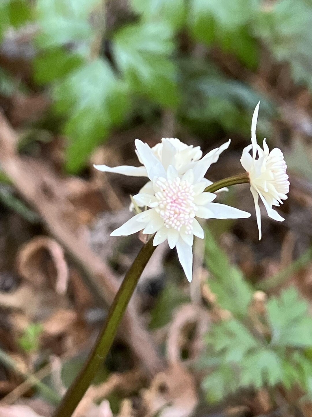 セリバオウレン 同じオウレンの仲間なの... / yamatubakiさんのモーメント | YAMAP / ヤマップ