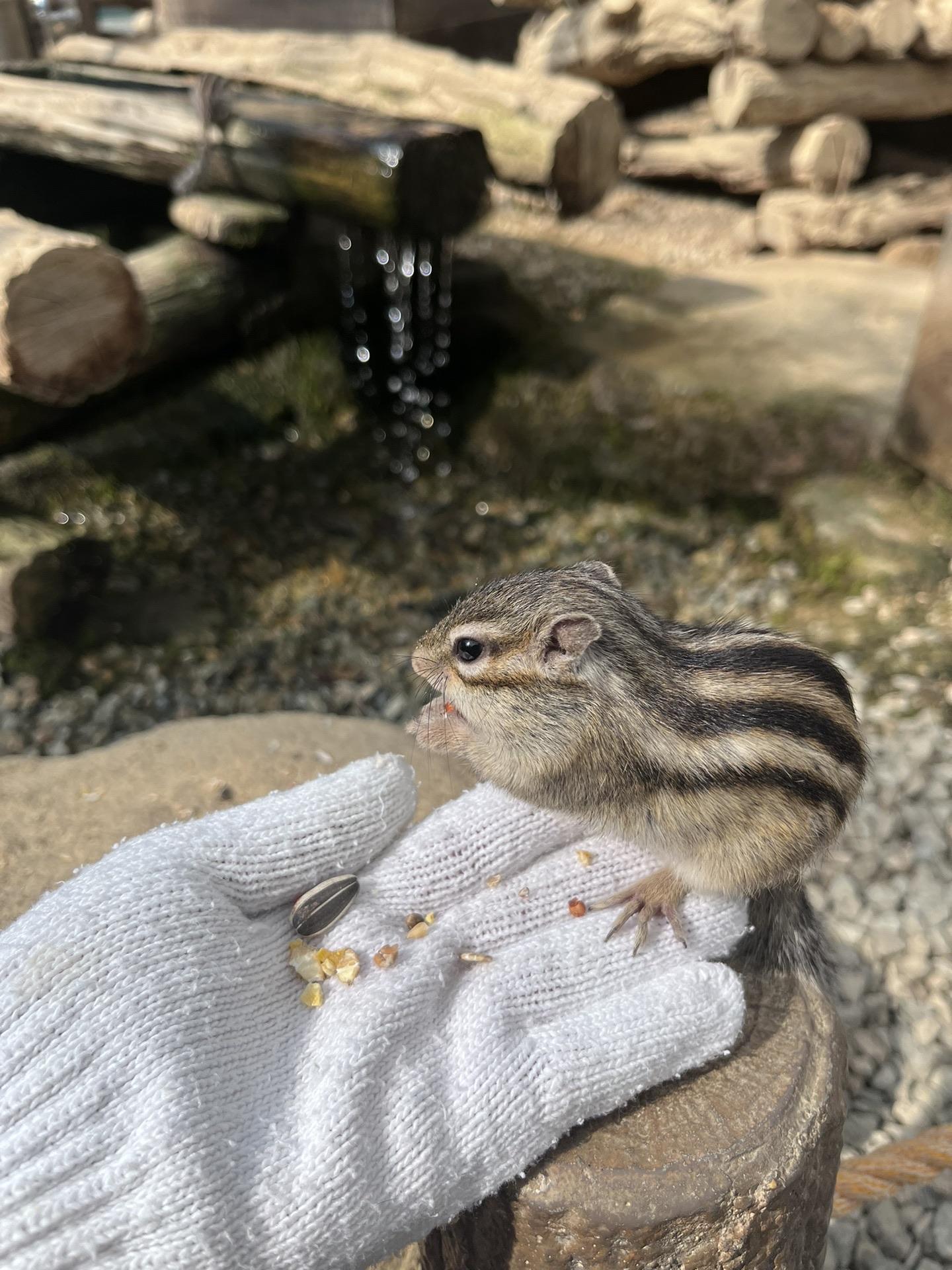 御嶽山で癒される / mierinさんの御嶽山・継子岳・摩利支天山の活動データ | YAMAP / ヤマップ