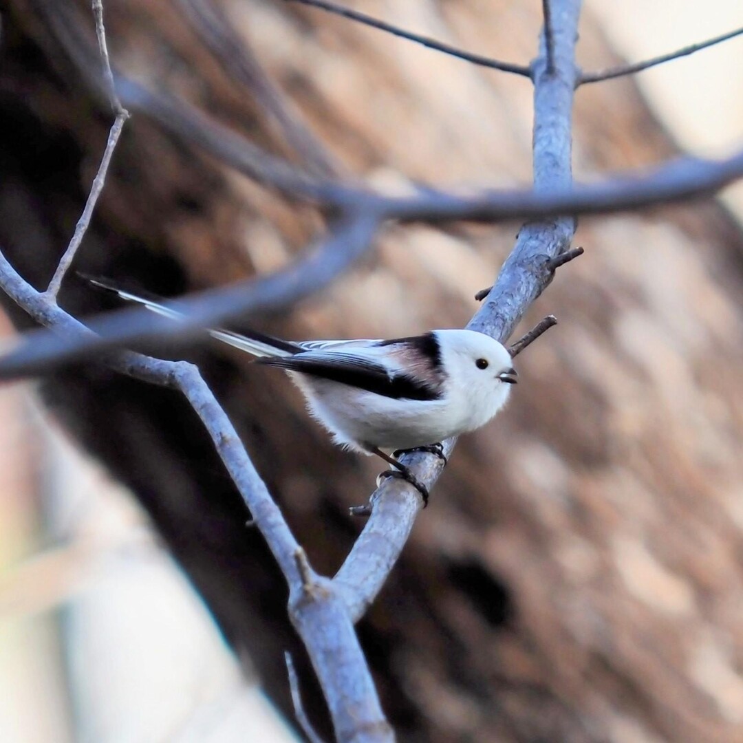 歩活鳥活 シマちゃん追っかけて前田森林公... / doaraさんのモーメント | YAMAP / ヤマップ