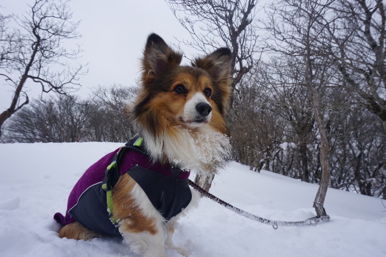綿向山⛄️🐶 / ななぱふさんの綿向山の活動データ | YAMAP / ヤマップ