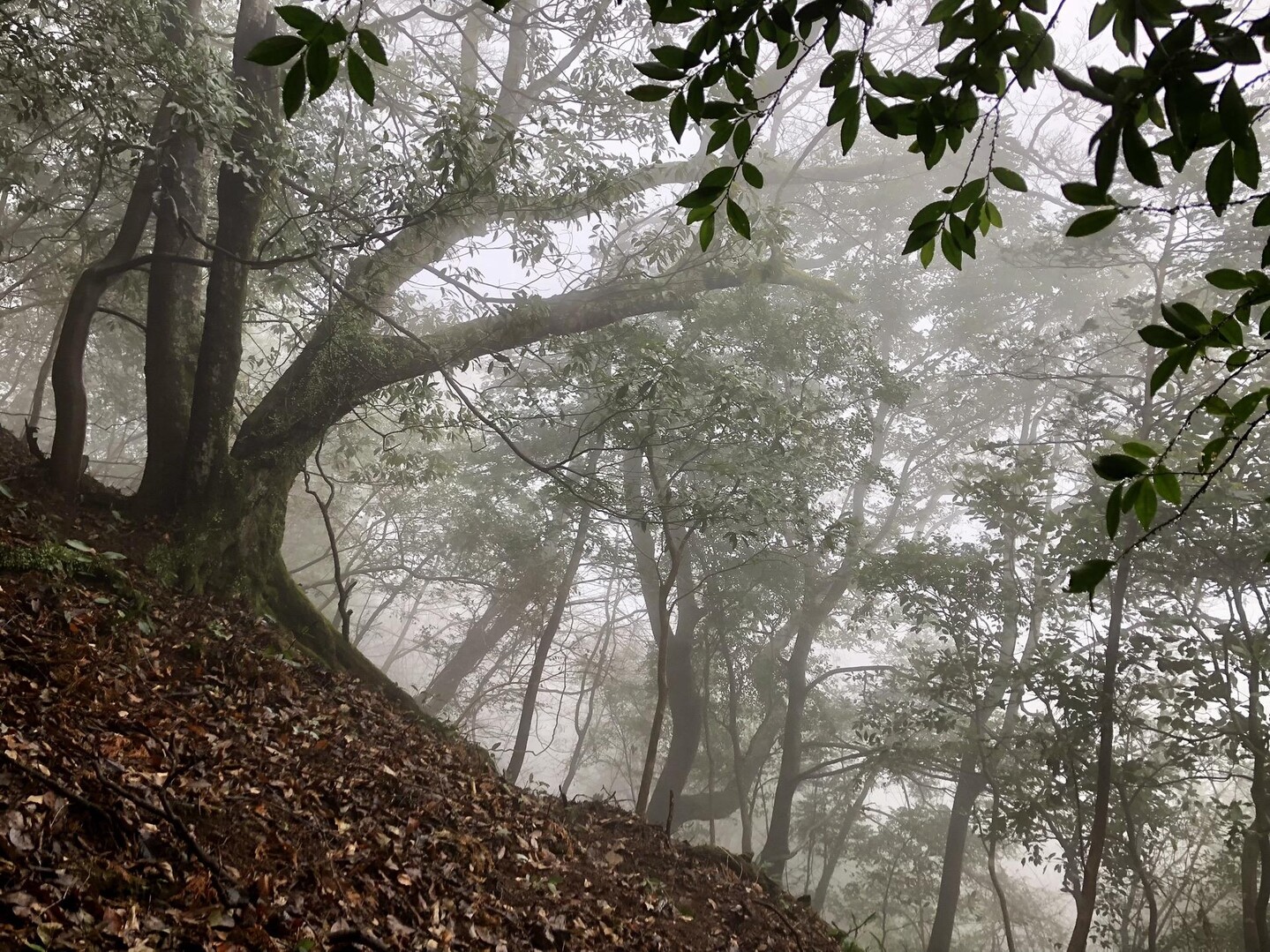雨でもうれしい((´∀`*)) 鎮南山。 / datinさんの鎮南山の活動データ | YAMAP / ヤマップ