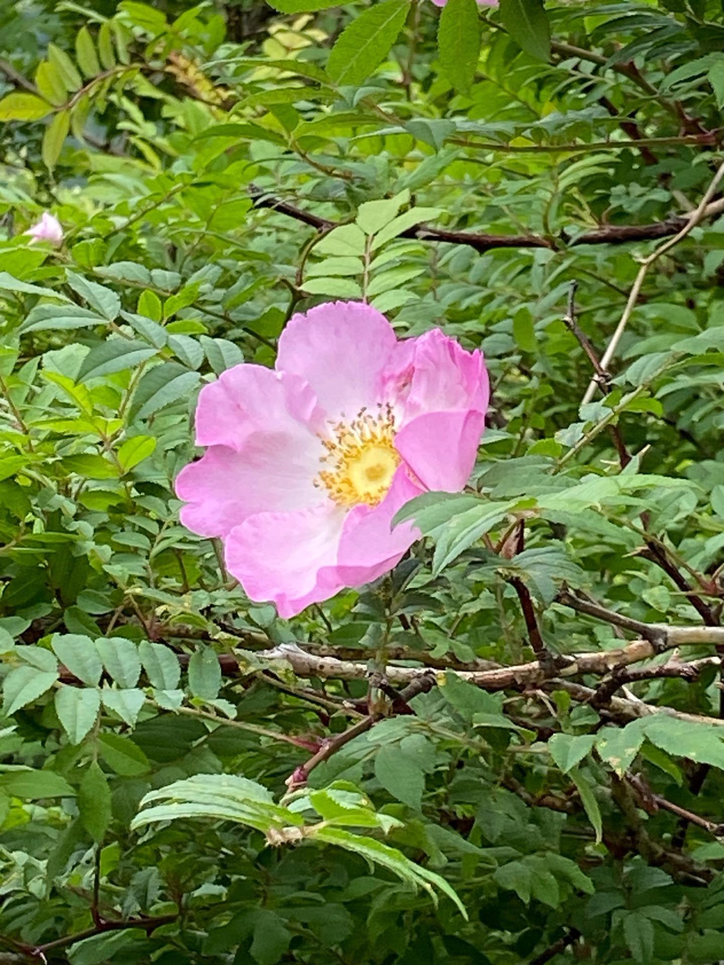 不老山（南峰）・不老山（北峰）サンショウバラ / goqooさんの三国山・大洞山・不老山の活動データ | YAMAP / ヤマップ