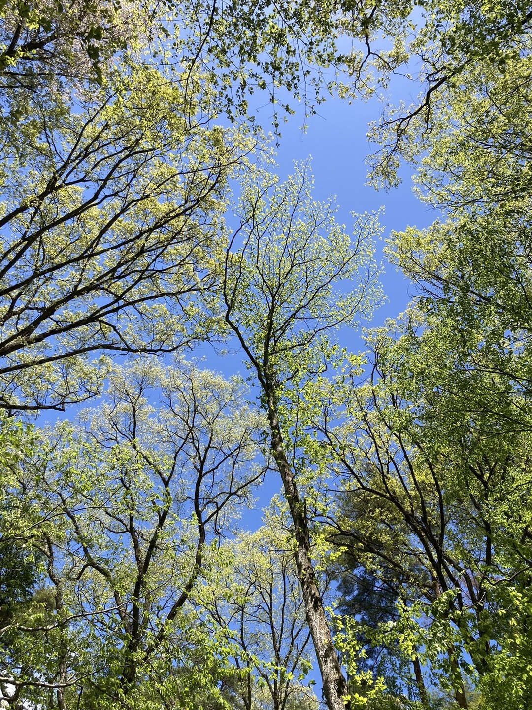 天狗山〜新緑の中お花の楽園へ🌿 / haruruさんの天狗山の活動データ | YAMAP / ヤマップ