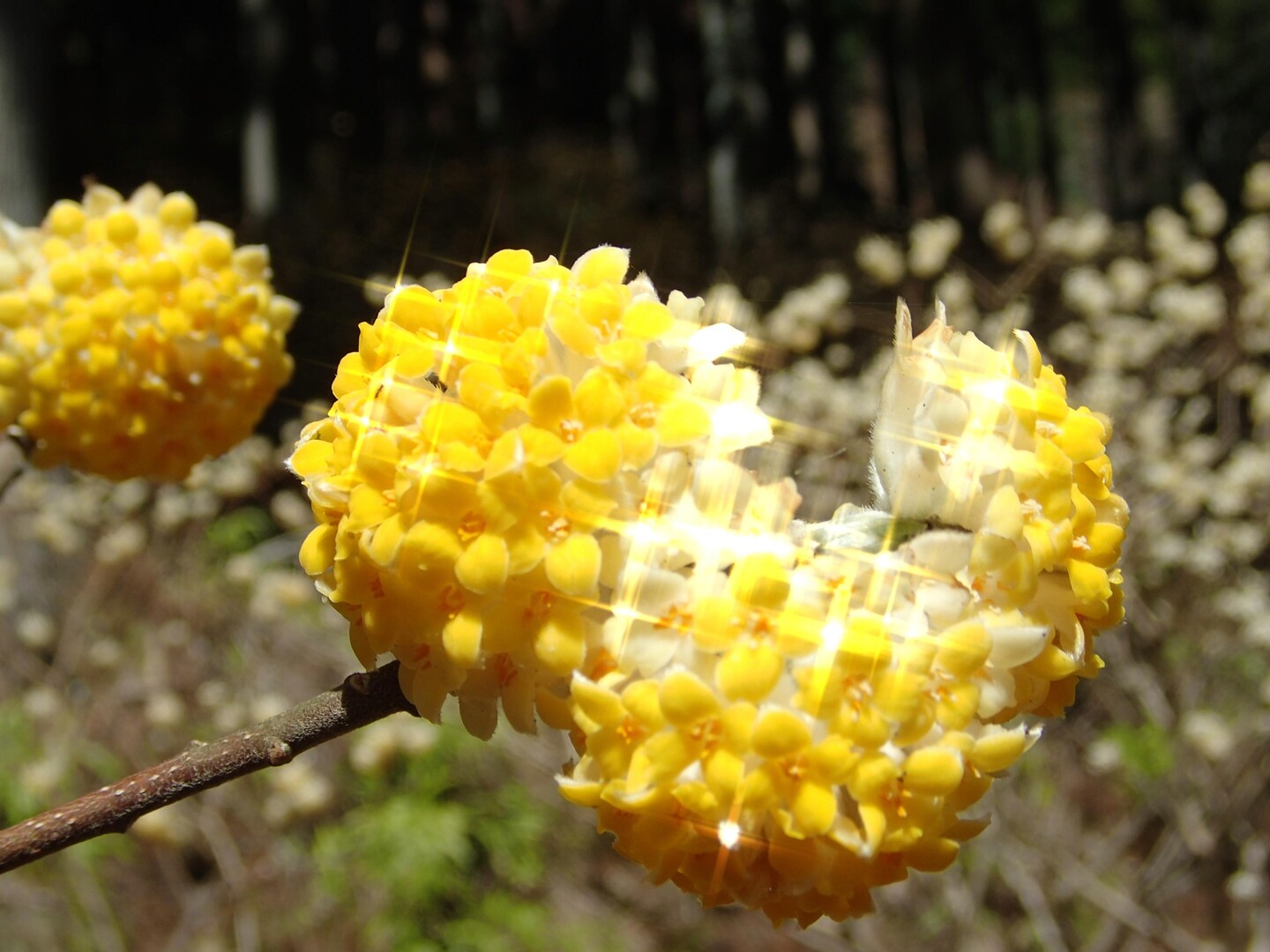 大山 不動尻のミツマタ 20240331 / onoさんの大山の活動データ | YAMAP / ヤマップ