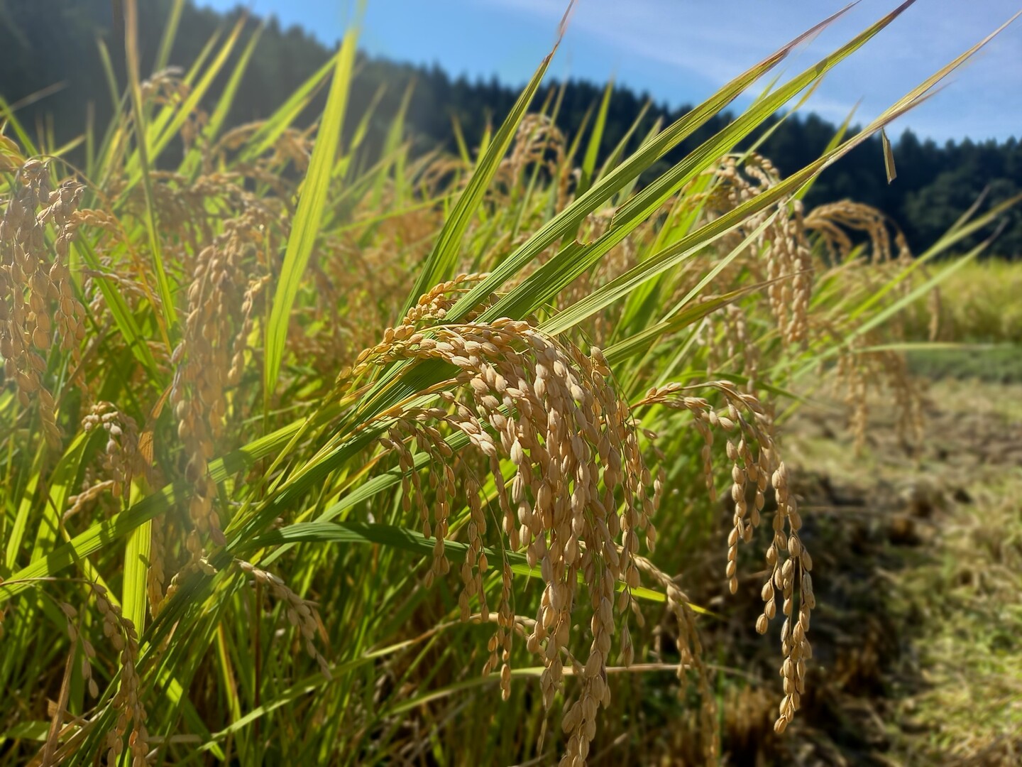 今日から早生品種｢こしいぶき｣の刈取りで... / XR7さんのモーメント | YAMAP / ヤマップ