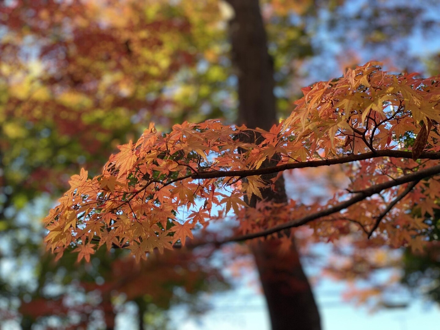 超秋🍂 / Bull&Umiさんのモーメント | YAMAP / ヤマップ