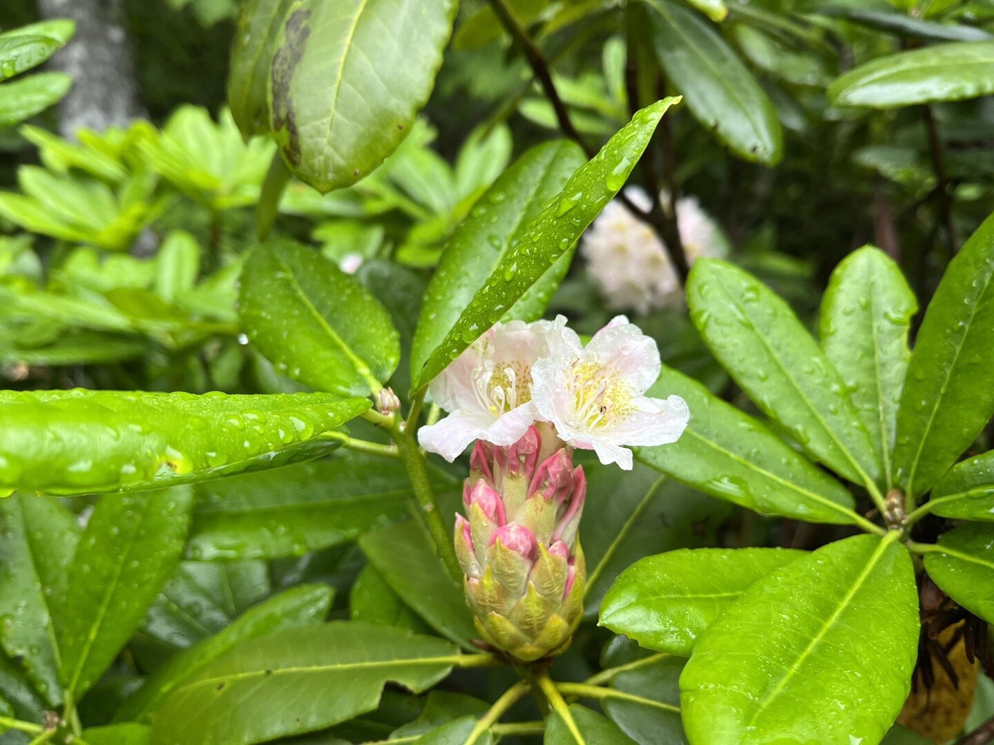 西大巓・西吾妻山 / Jimamanさんの吾妻山・一切経山の活動データ | YAMAP / ヤマップ