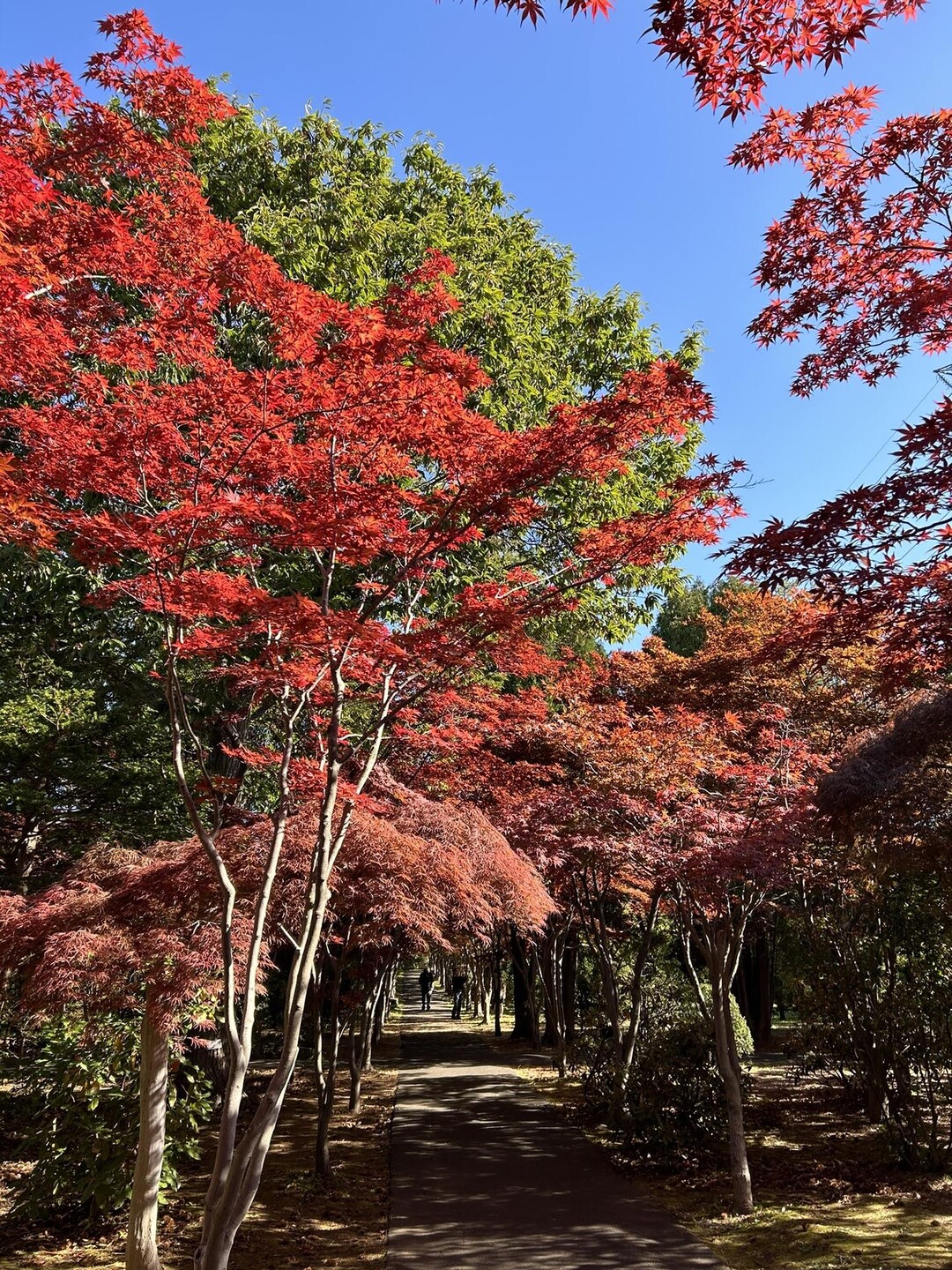 平岡周辺散策(札幌) / ga-haさんの白旗山の活動データ | YAMAP / ヤマップ