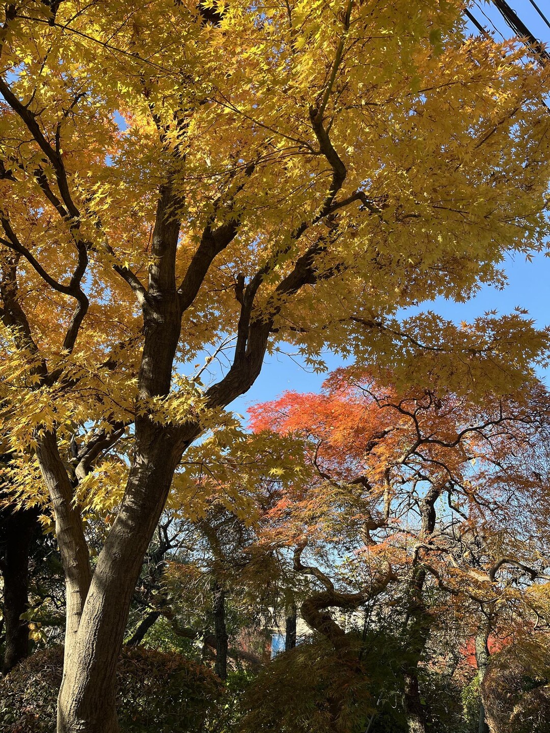 仕事多忙で体力回復のため山には行かず、ゆ... / mikiさんのモーメント | YAMAP / ヤマップ