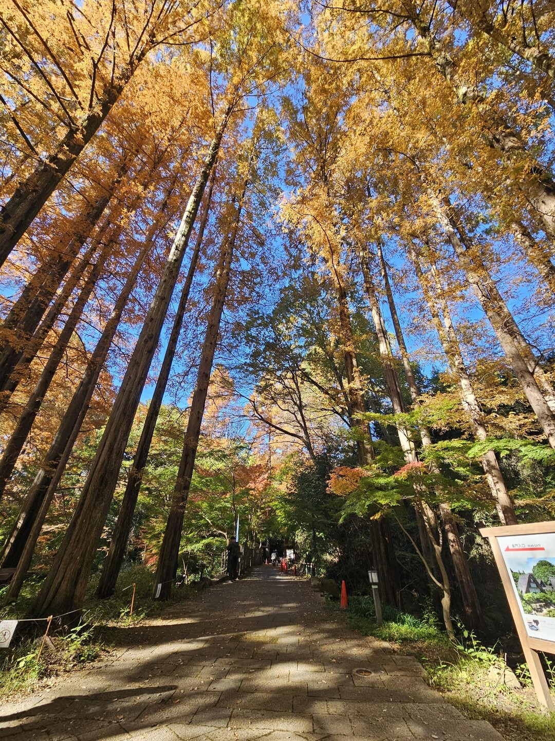 生田緑地ウォーキング / momoさんの鶴見川流域ウォーキングMAP（尾根歩き編）の活動日記 | YAMAP / ヤマップ