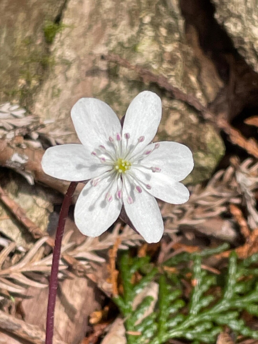 🐉竜と妖精🧚 / sayoさんの独鈷山・弘法山の活動データ | YAMAP / ヤマップ