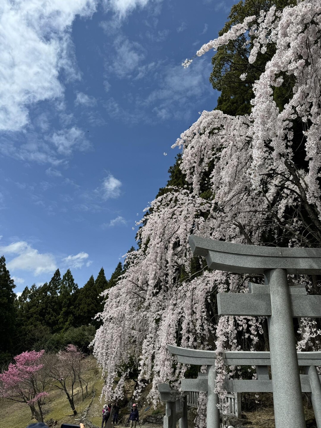 しだれ桜がとってもキレイな東宮山へ / cozy284さんの東宮山・天行山の活動データ | YAMAP / ヤマップ