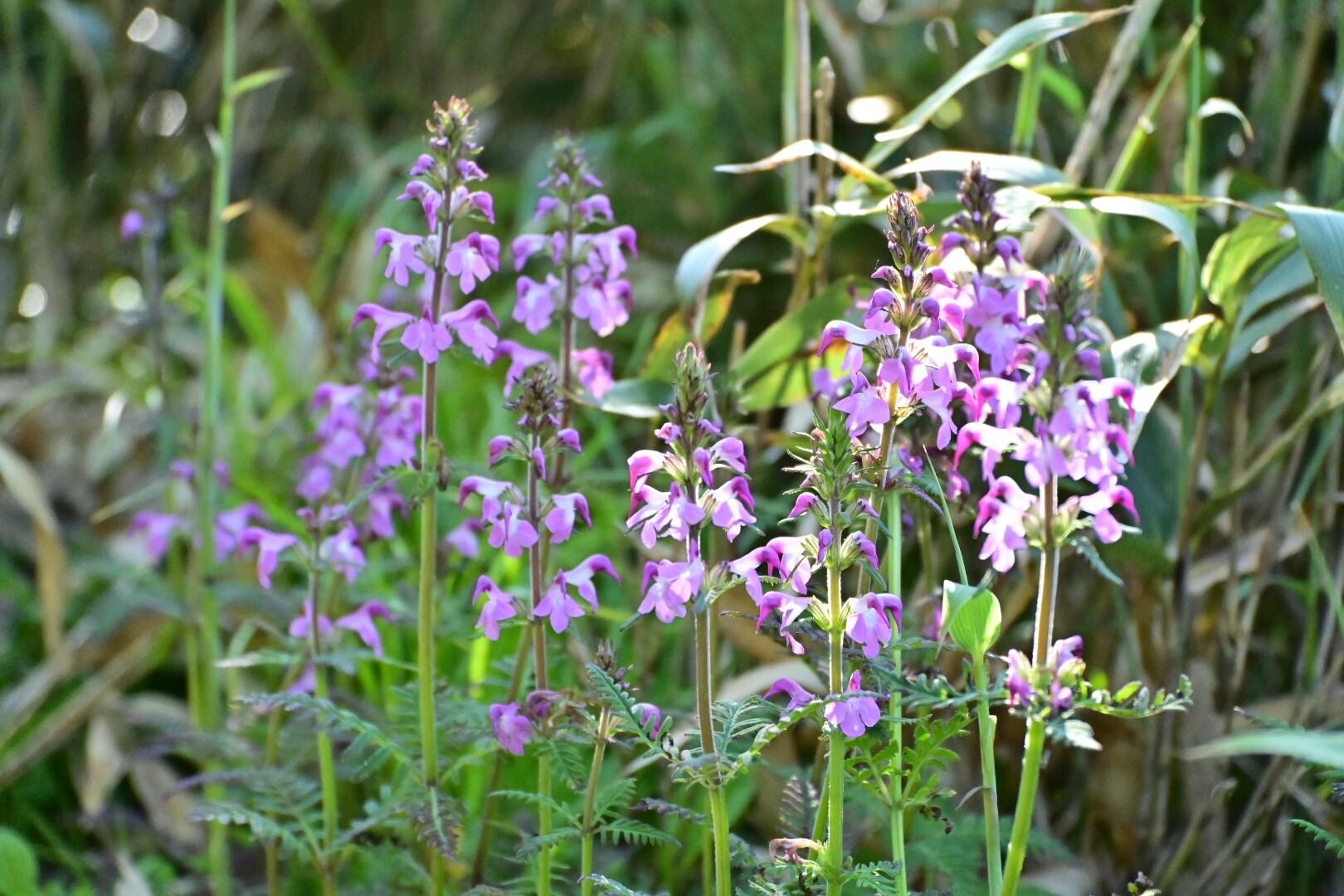 オロフレ山 / Yu-riさんのオロフレ山・来馬岳の活動データ | YAMAP / ヤマップ