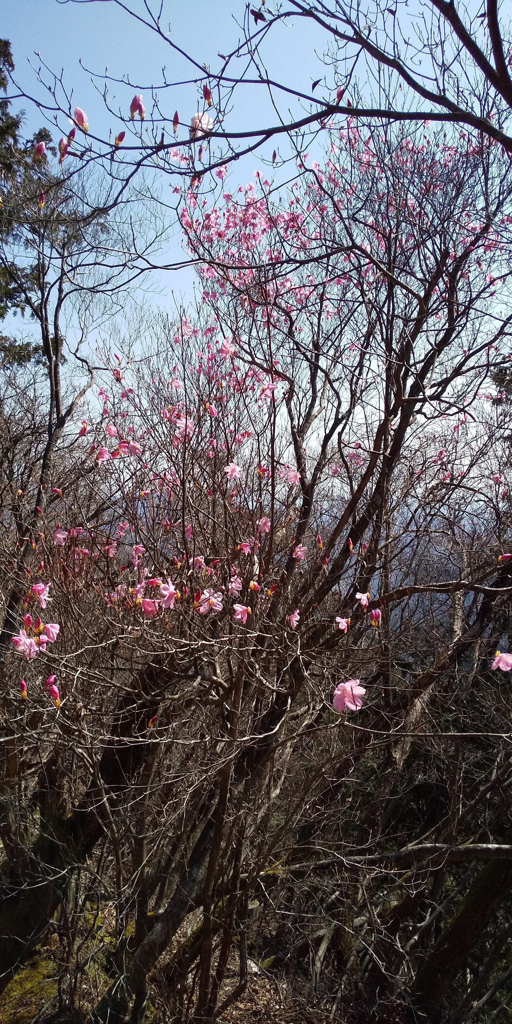 石裂山・月山 / KeyZさんの石裂山の活動データ | YAMAP / ヤマップ