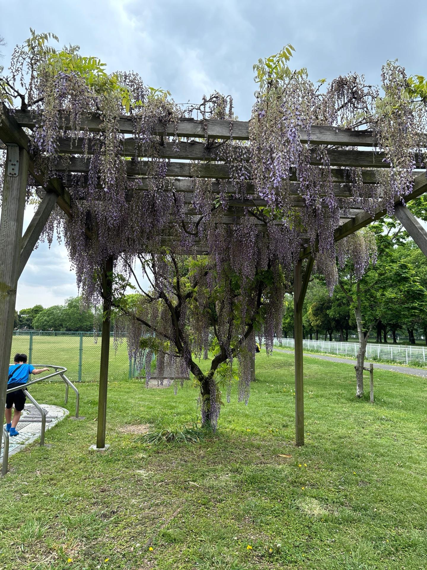 藤の花が大きくなったね。前回より花の種類... / drankmonkeyさんのモーメント | YAMAP / ヤマップ