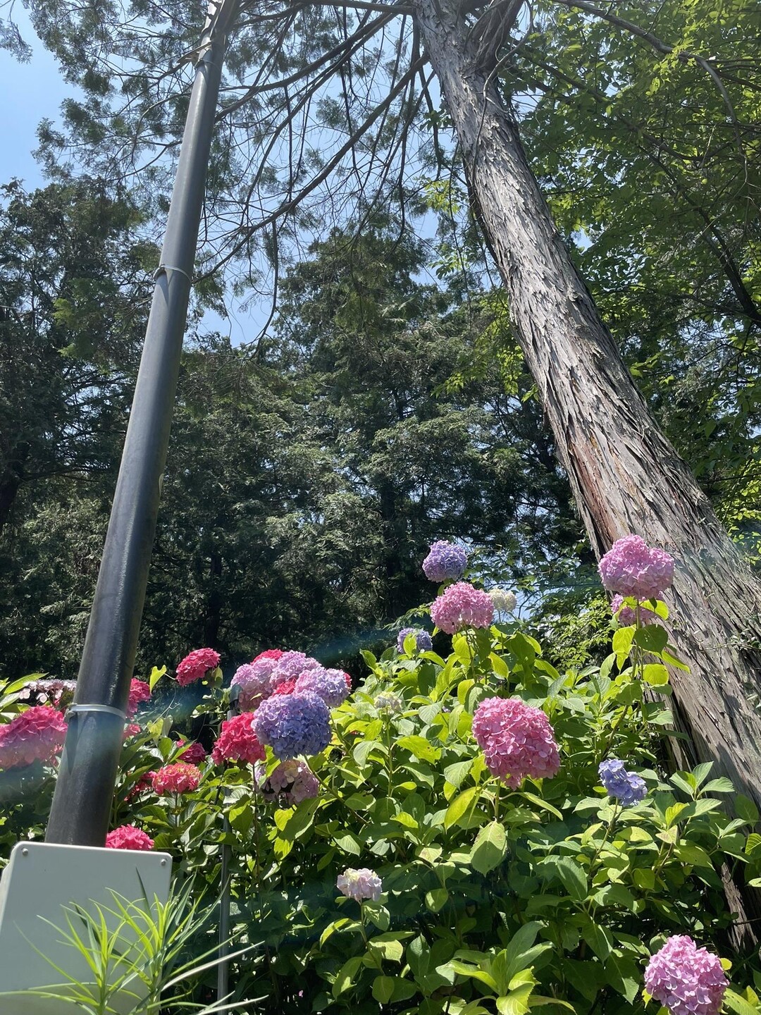 紫陽花のシーズンですね(*^^*) 少し... / ☆taemon☆さんのモーメント | YAMAP / ヤマップ