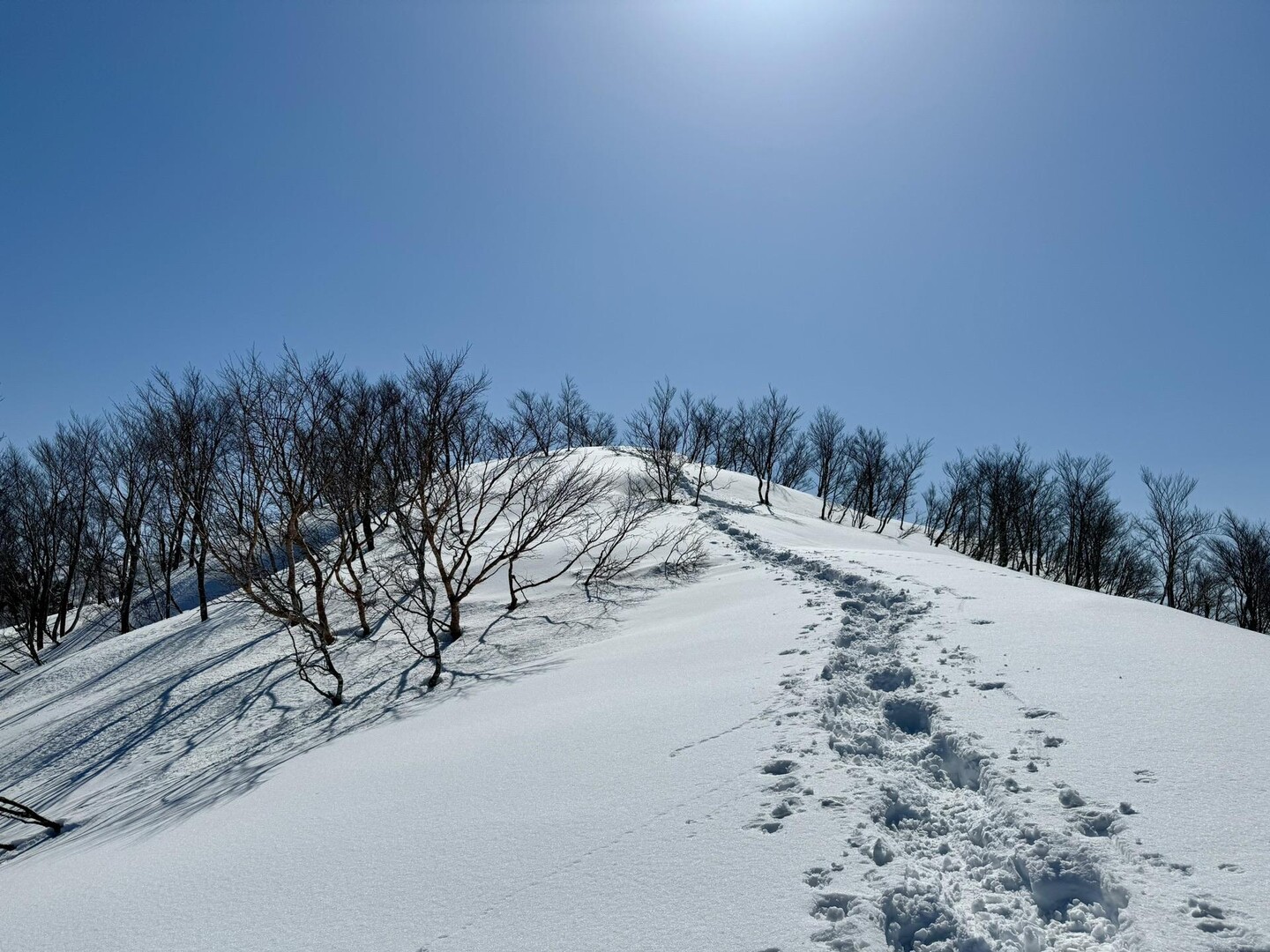 【取立山】板谷ノ頭まで早春ハイク / random walkerさんの取立山の活動データ | YAMAP / ヤマップ