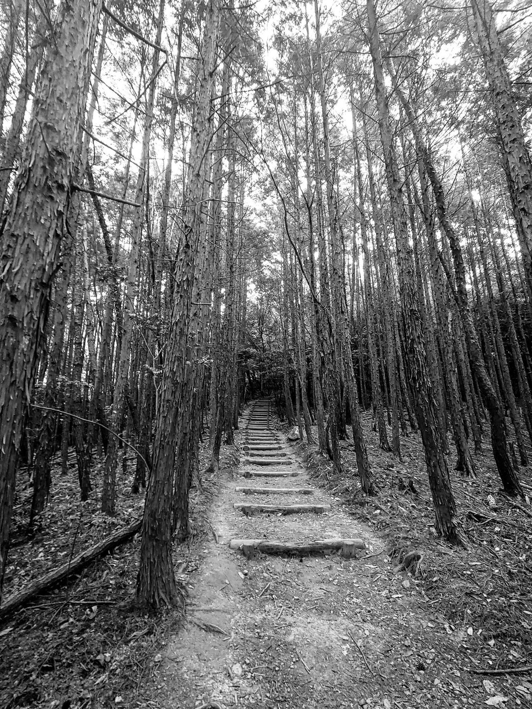 道樹山(表道)・大谷山・弥勒山 / talviさんの春日井三山・弥勒山・大谷山・道樹山の活動データ | YAMAP / ヤマップ