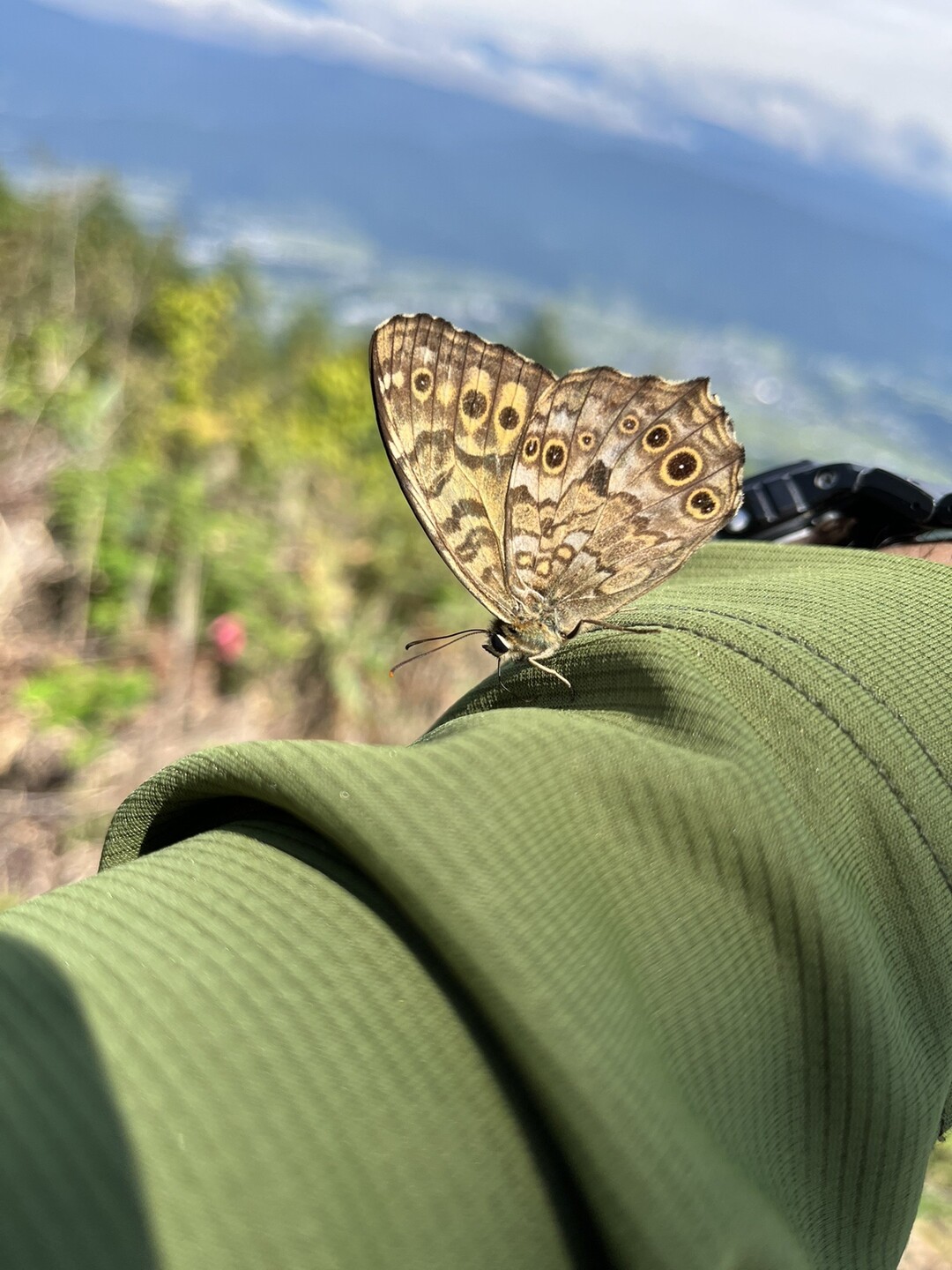 昨日の真正面に、傘山 / カラビナさんの傘山の活動データ | YAMAP / ヤマップ