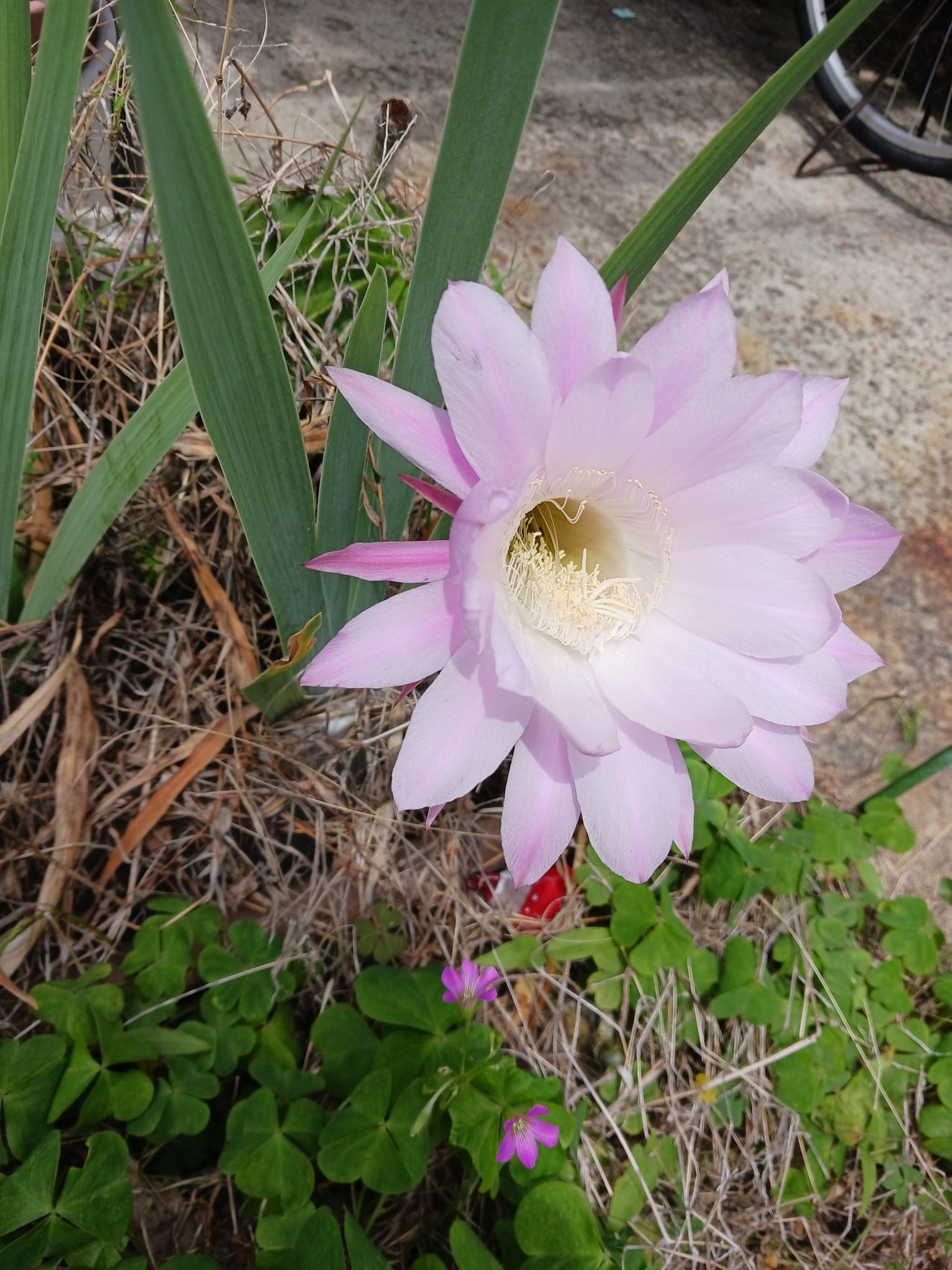 エキノプシス オキシゴナ🌵 サボテンの... / hiroさんのモーメント | YAMAP / ヤマップ