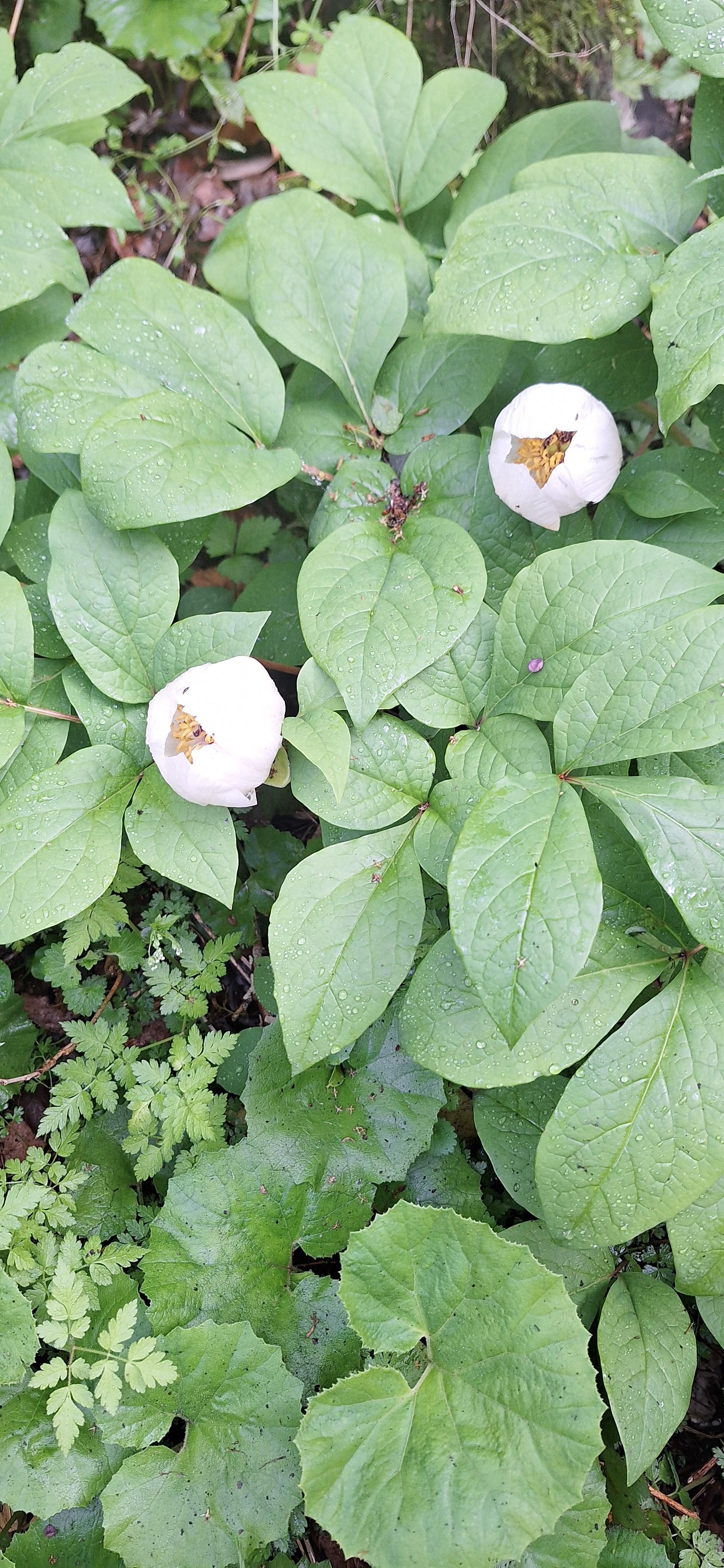 十種ヶ峰（長門富士） / junjunさんの十種ヶ峰の活動日記 | YAMAP / ヤマップ