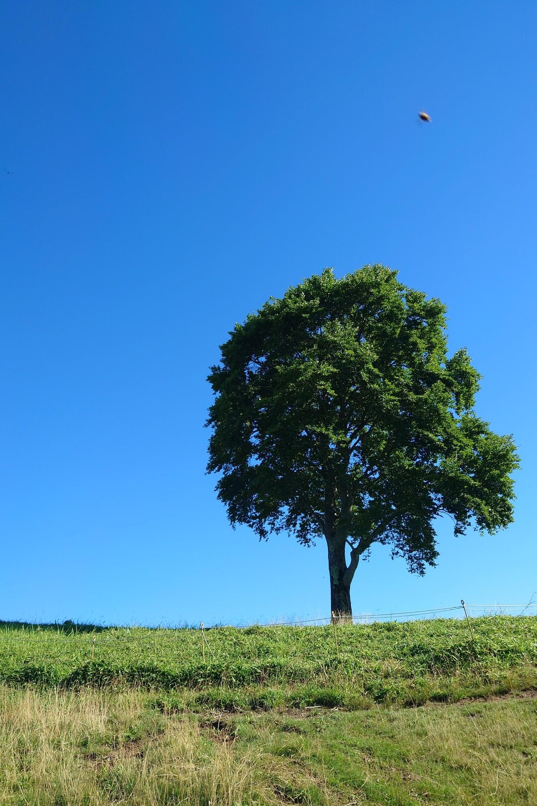 中倉山 / kanaさんの皇海山・袈裟丸山・庚申山の活動データ | YAMAP / ヤマップ