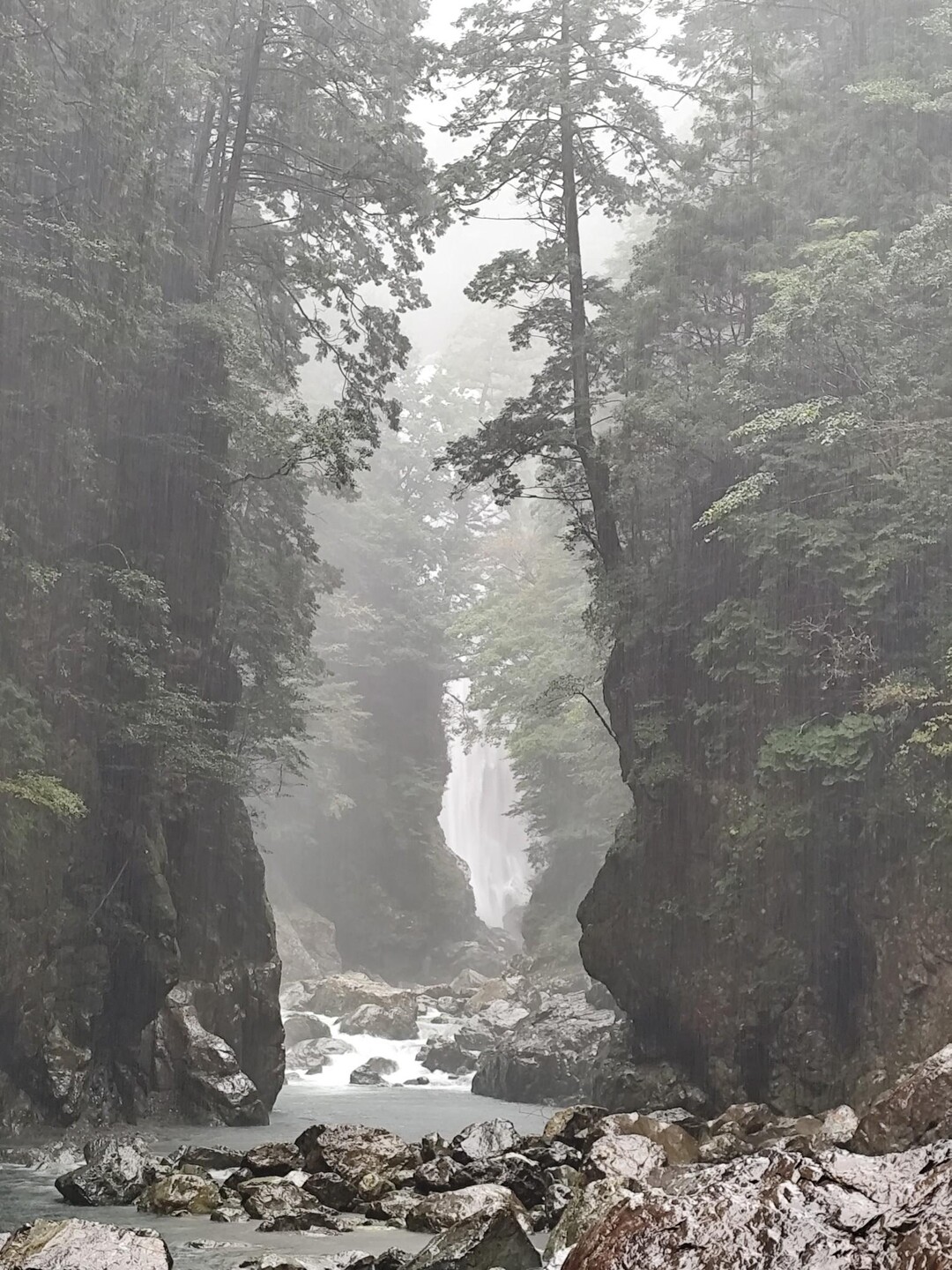 大杉谷から大台ヶ原山（日出ヶ岳）へ / Michiyoさんの大台ヶ原山・日出ヶ岳・大杉谷の活動日記 | YAMAP / ヤマップ