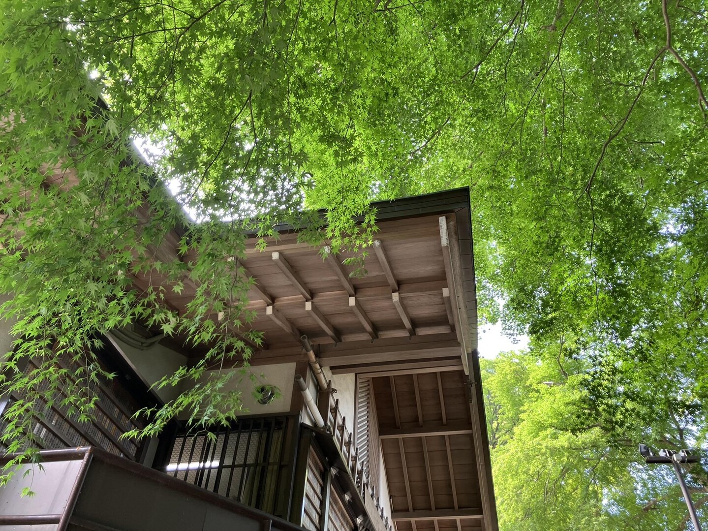 新緑の高尾山🌱 / ykさんの高尾山・陣馬山・景信山の活動データ | YAMAP / ヤマップ