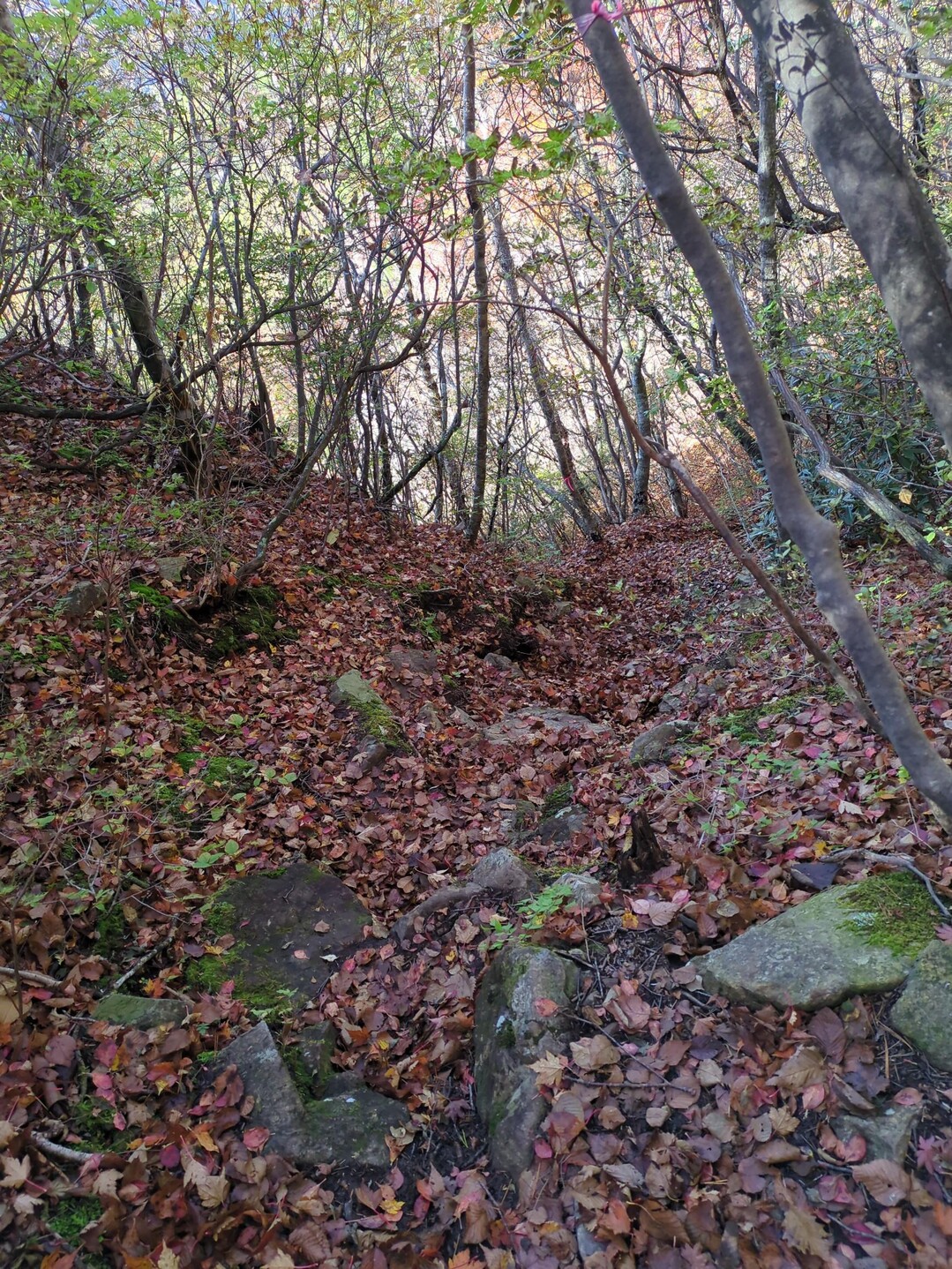 Space Dragonさんの投稿したフィールドメモ | YAMAP / ヤマップ