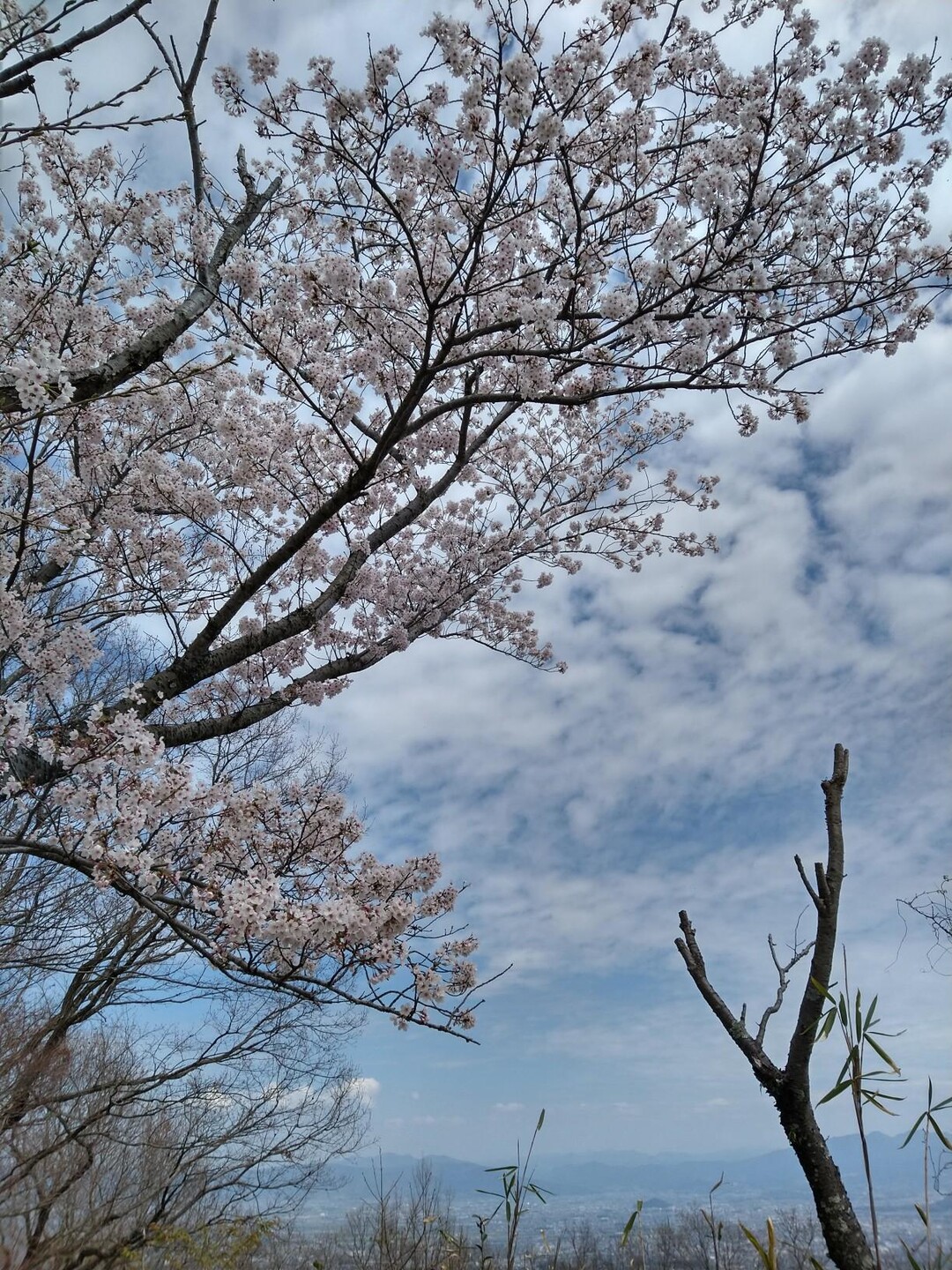 二上山-2024-04-07 / nobu-tさんのウォーキングの活動データ | YAMAP / ヤマップ