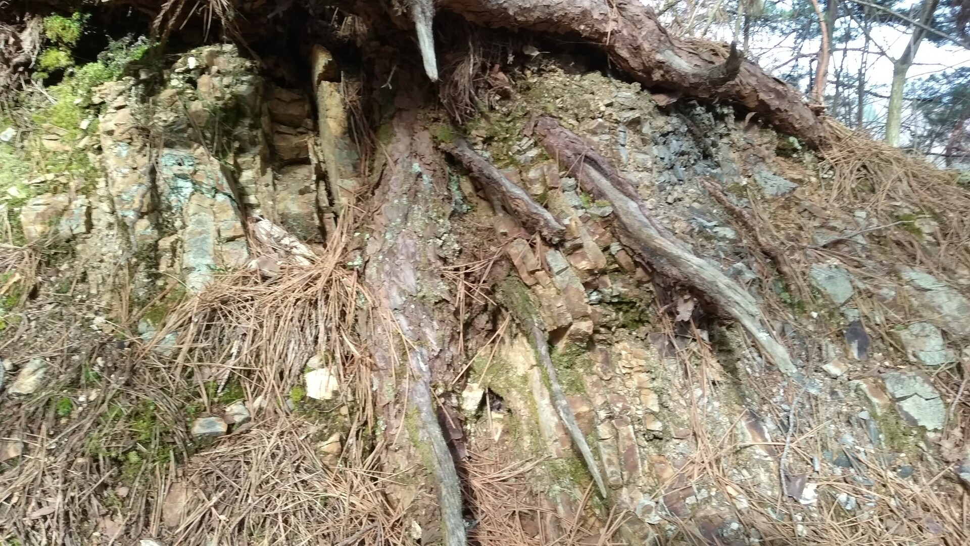 山吹山(木曽) / 中山道（藪原宿・宮ノ越宿・福島宿）の写真14枚目 | YAMAP / ヤマップ