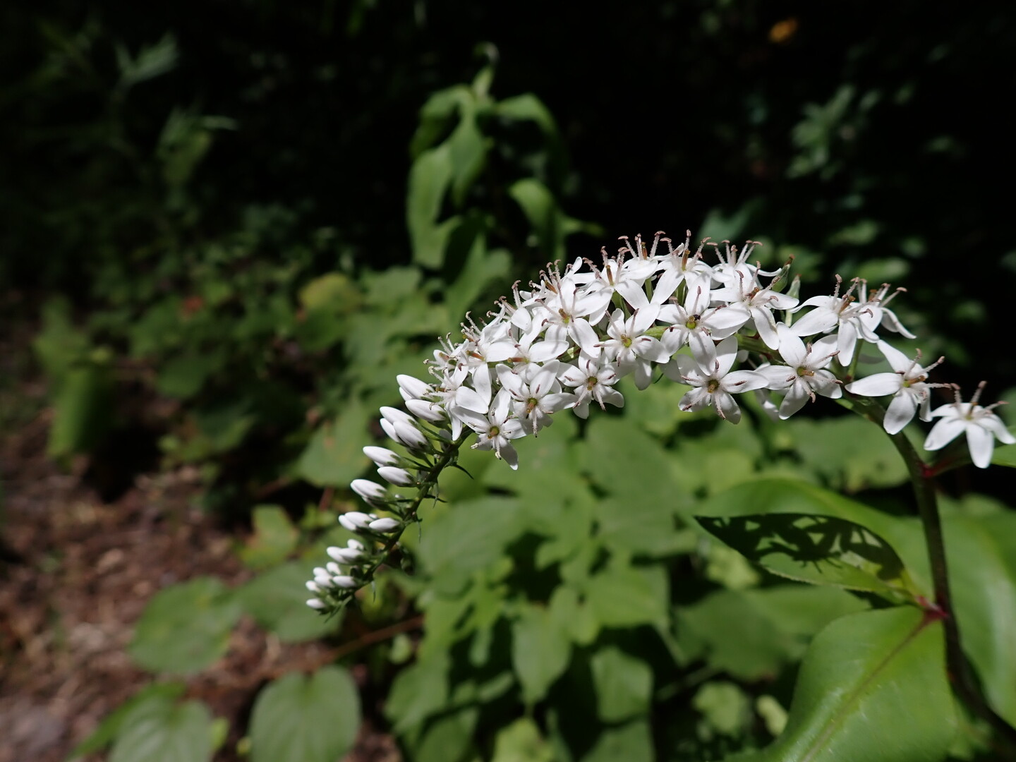 妙高 夢見平 / yudoburiさんの妙高山・火打山の活動データ | YAMAP / ヤマップ