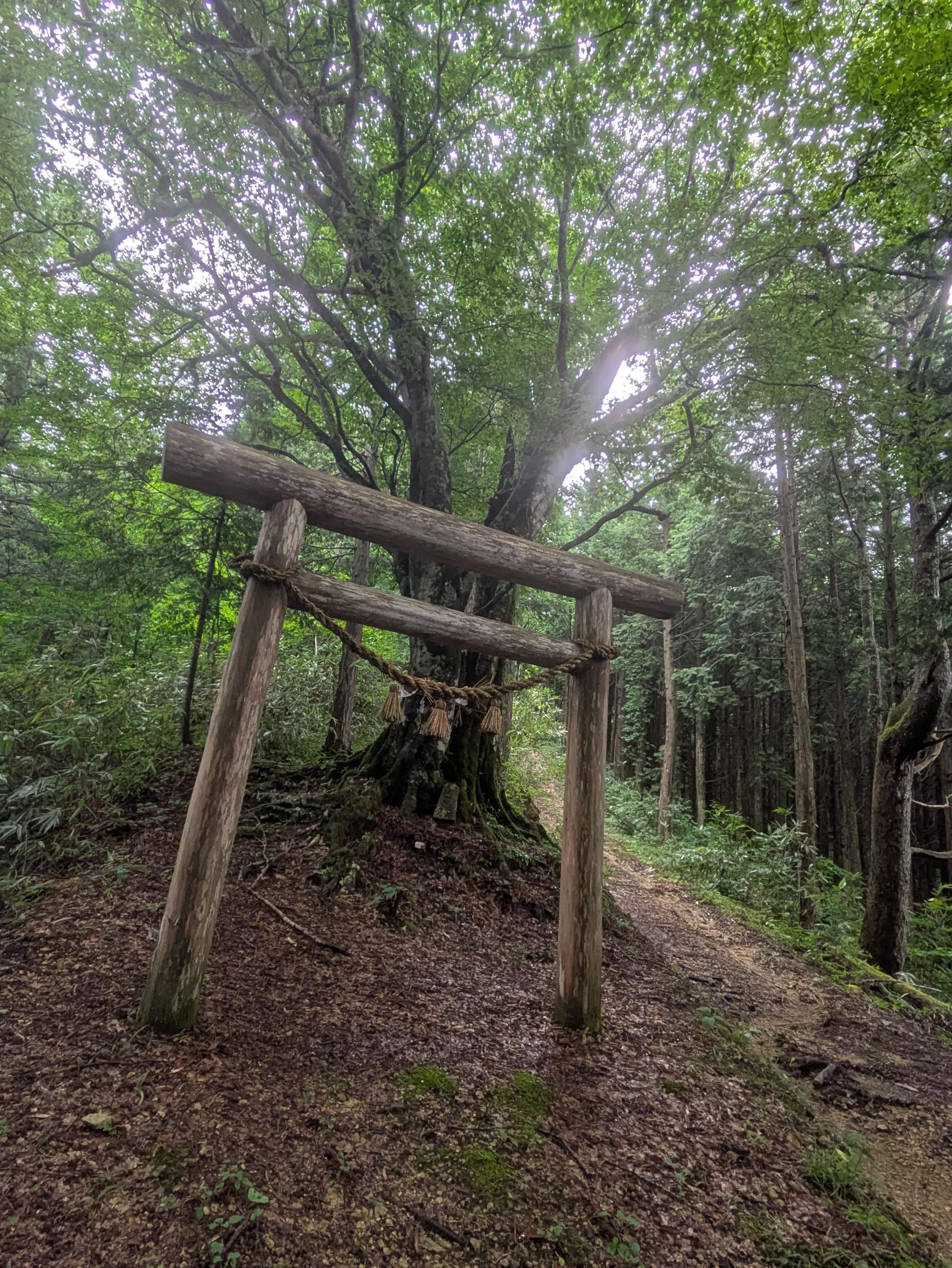 十二ヶ岳RUN🏃💦 / ハル317さんの十二ヶ岳の活動データ | YAMAP / ヤマップ