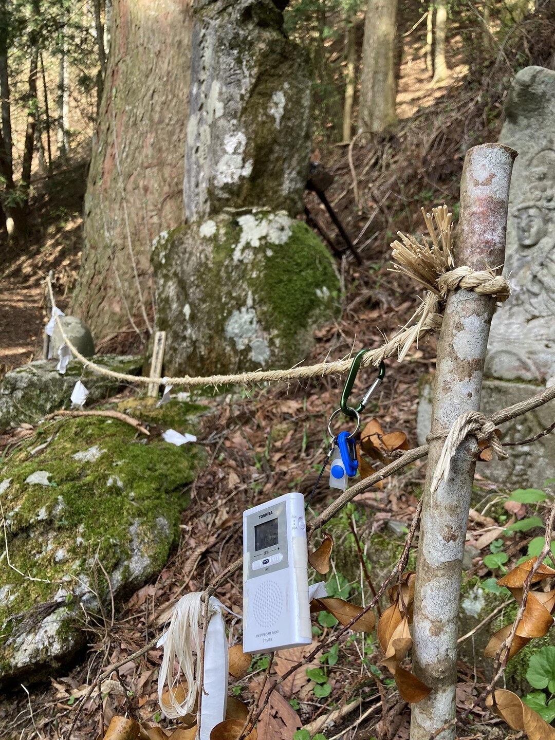 4月11日風越山からの下山中に落としたラ... / kyomingさんのモーメント | YAMAP / ヤマップ